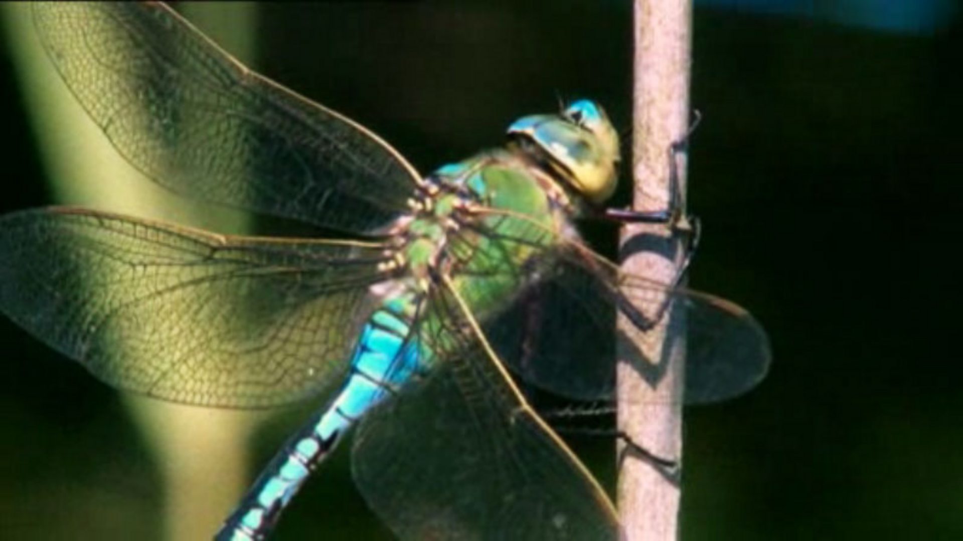 CBeebies - Green Balloon Club, Dragonfly Report