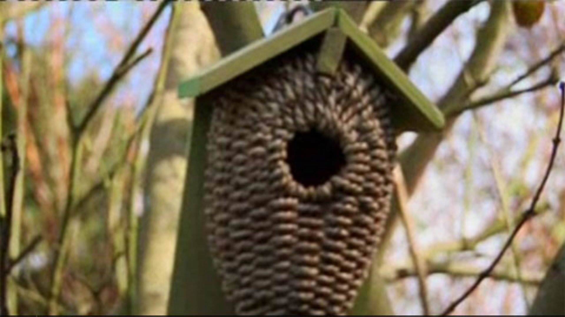 CBeebies - Green Balloon Club, Bird Box Report