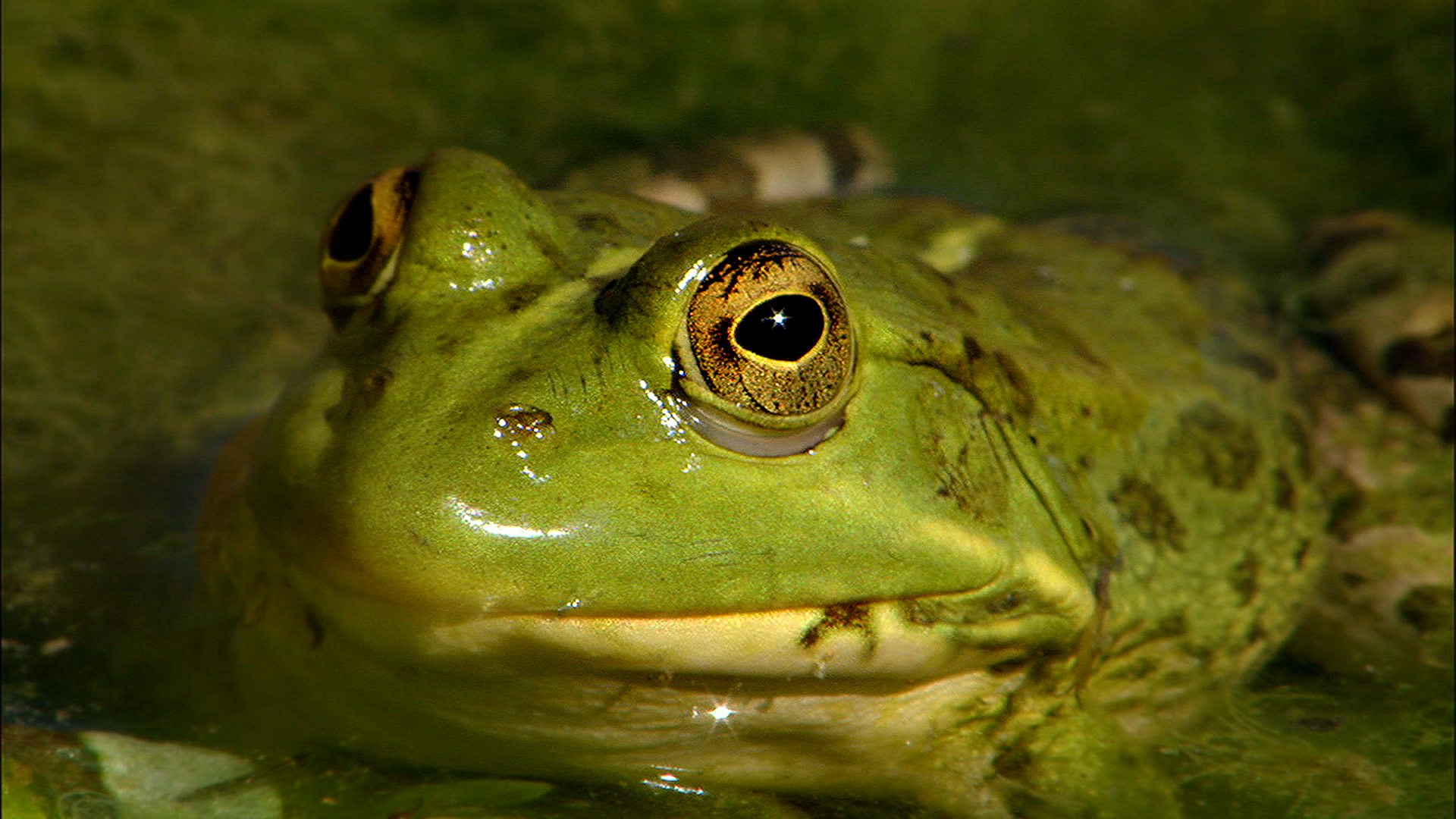 BBC Two - Wonders of Nature, Frogs - Diversity, Frogs in their habitat ...