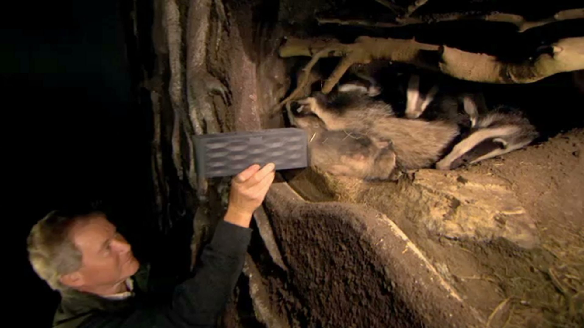 BBC Two - The Burrowers: Animals Underground, Badger communication