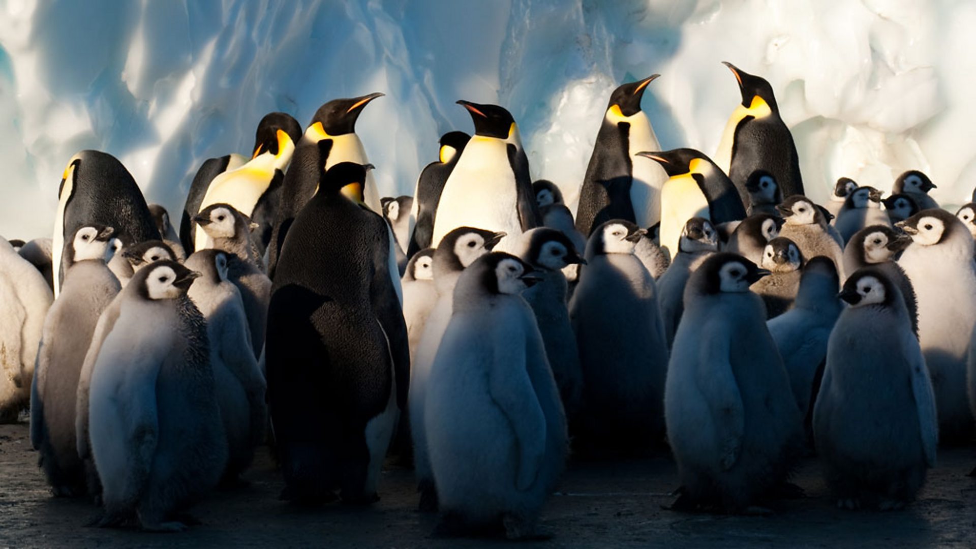 BBC iPlayer - Frozen Planet - 5. Winter
