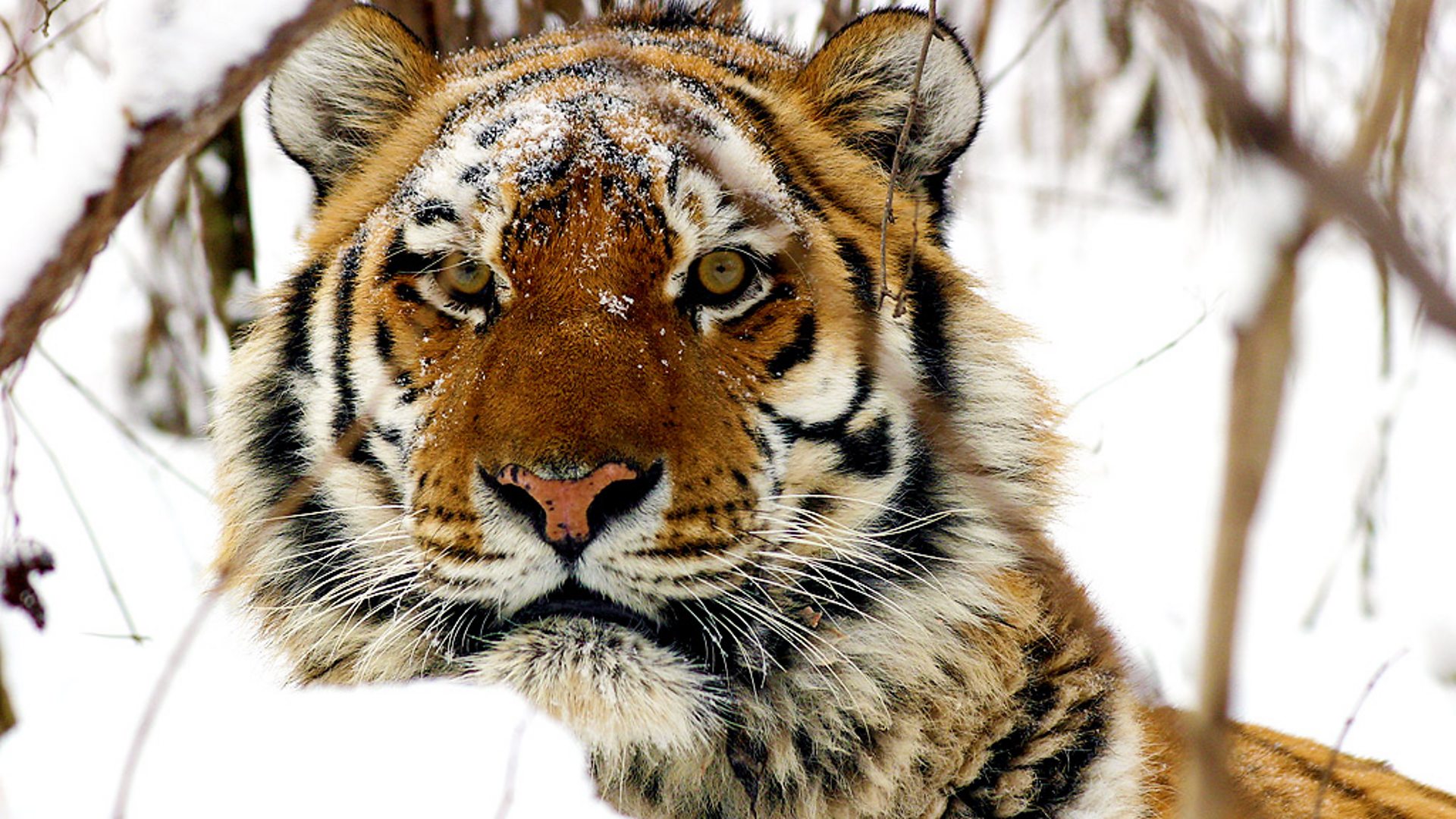 Siberian Tiger In Snow Rescue Tigers Snow And Sky FOUR PAWS