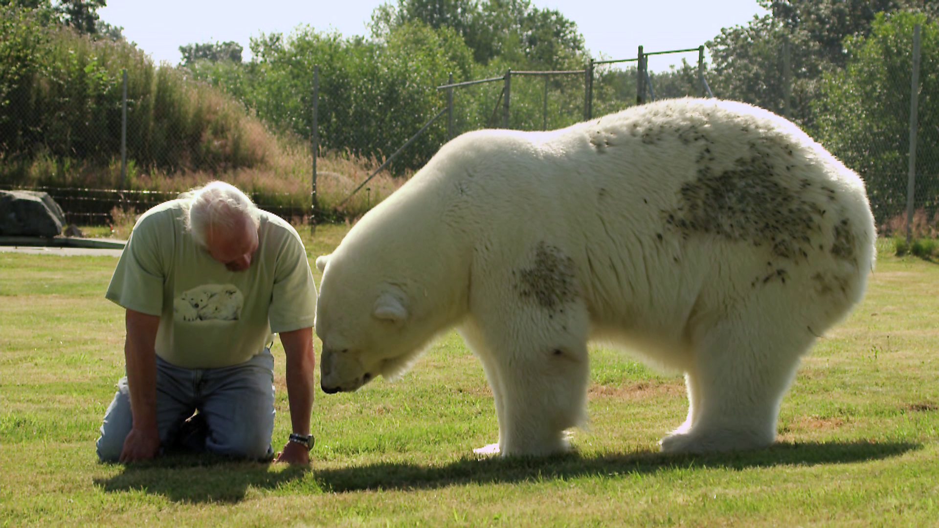 BBC One - Animal Odd Couples, Episode 2, Mark and Agee the Polar Bear