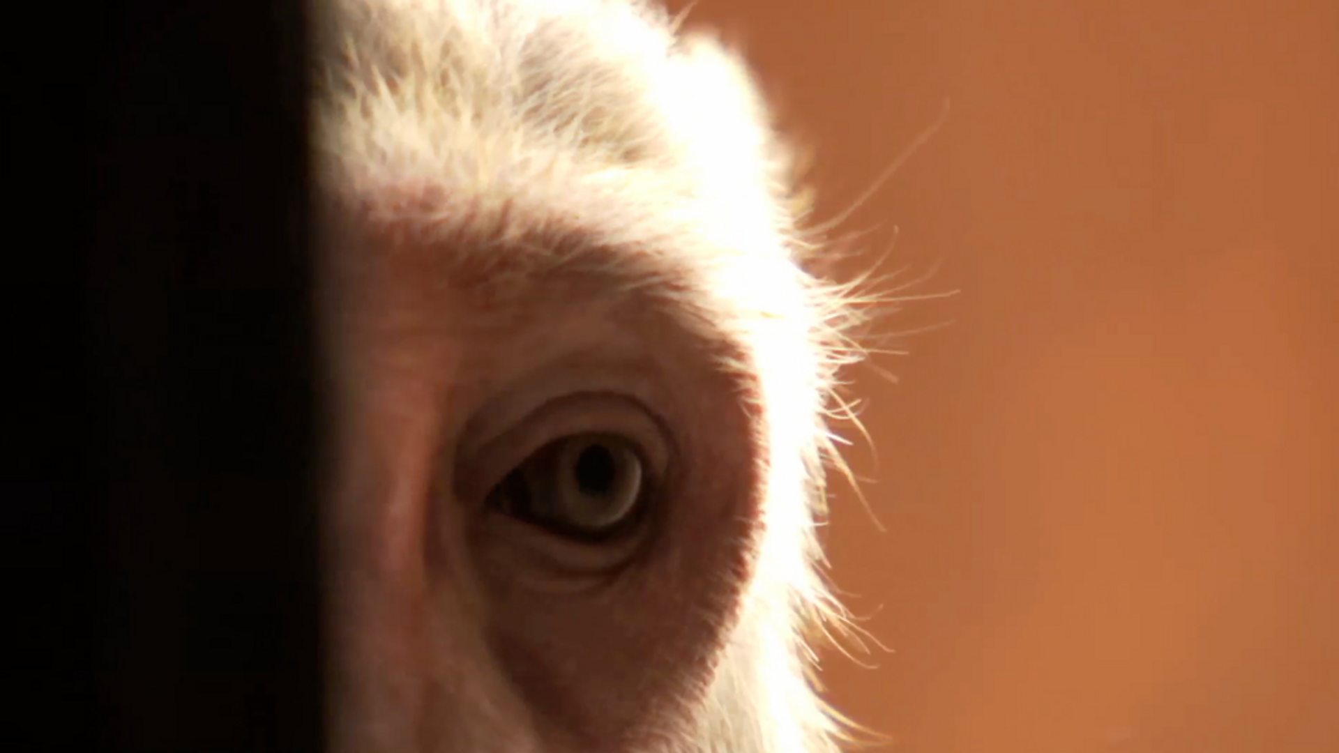 BBC One - Monkey Planet, Meet the Family, Monkey bandits
