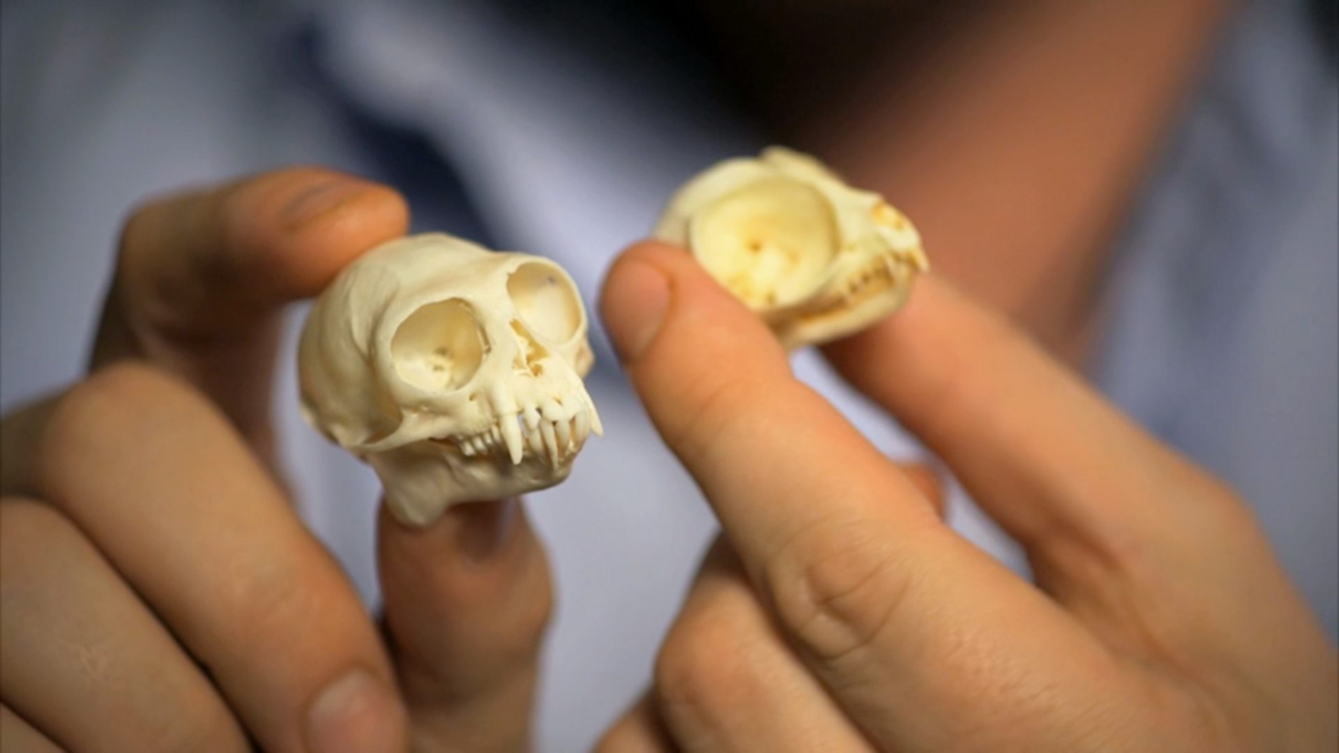 BBC Four - Secrets of Bones, Sensing the World, Tarsier skulls