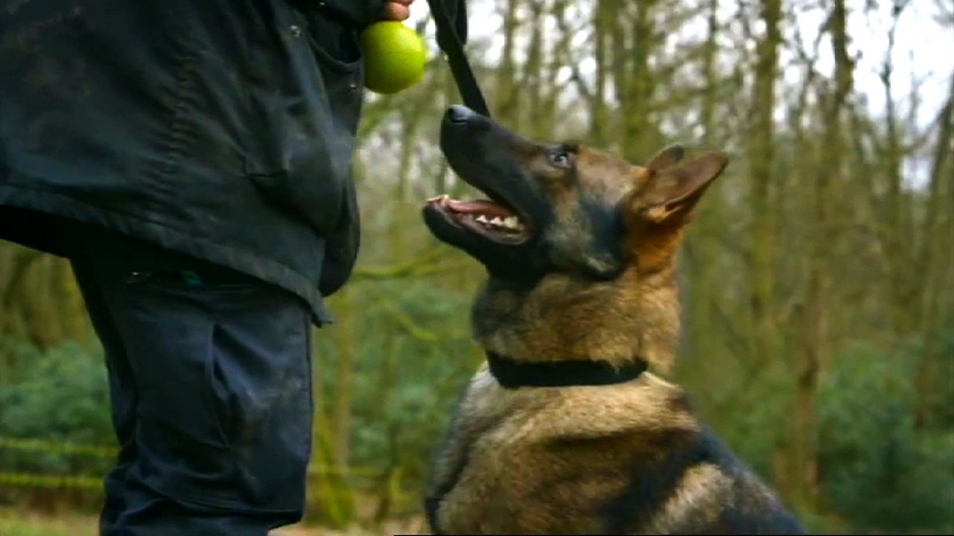 BBC One - Keeping Britain Safe 24/7, Spring, Manchester Police Dogs