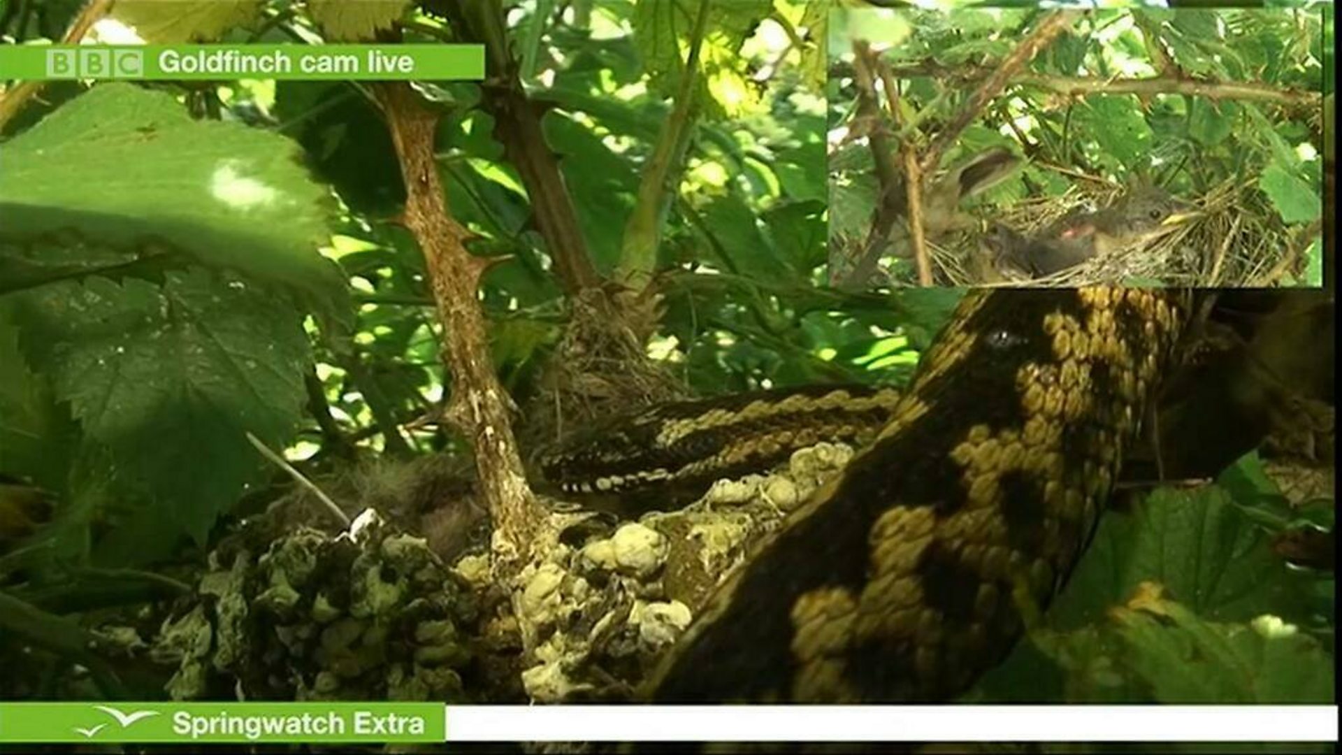 BBC Two - Springwatch, Adder in the goldfinch nest