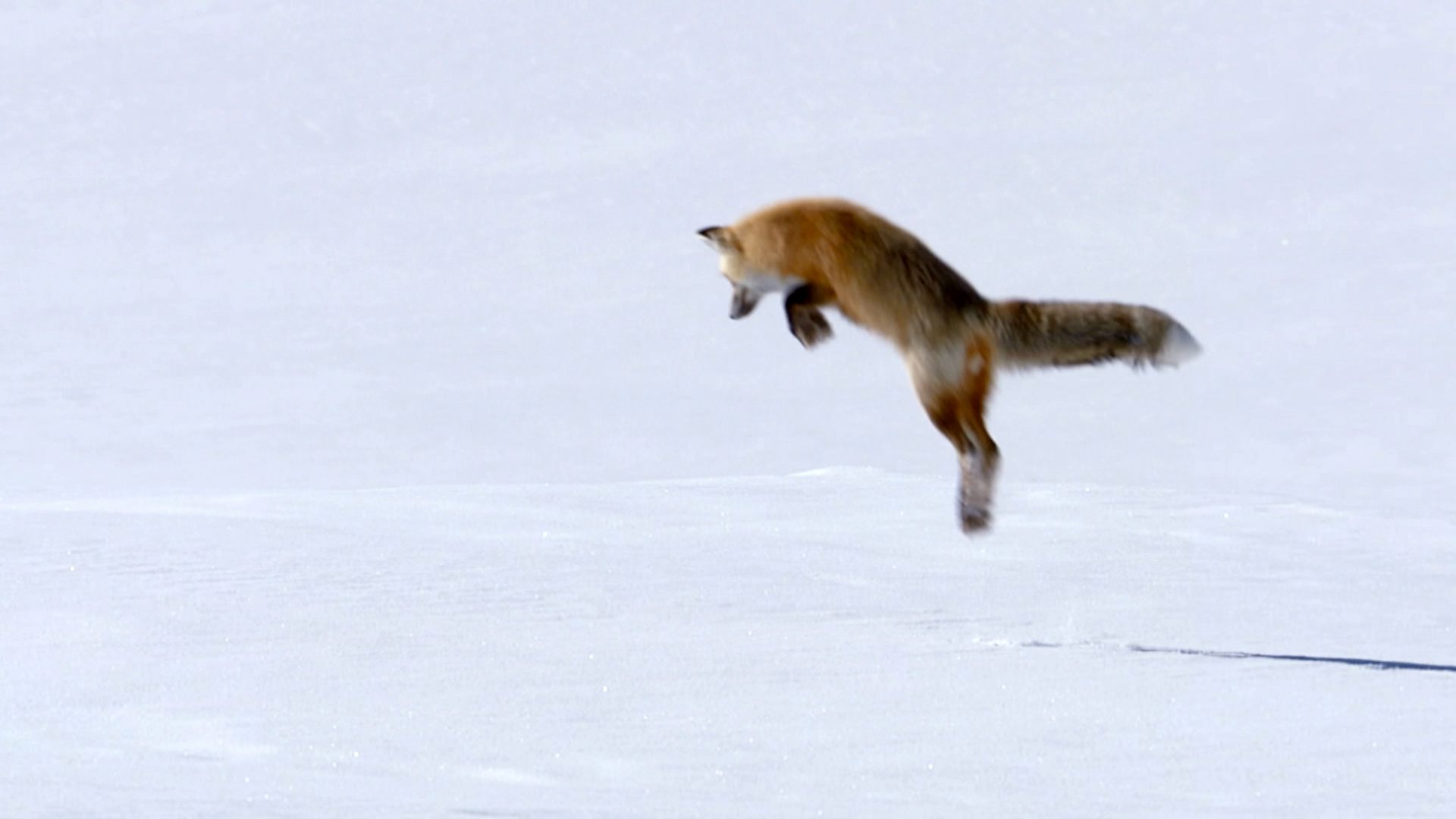 BBC Four - The Wonder of Animals, Foxes, Foxes, pouncing, and magnetic ...