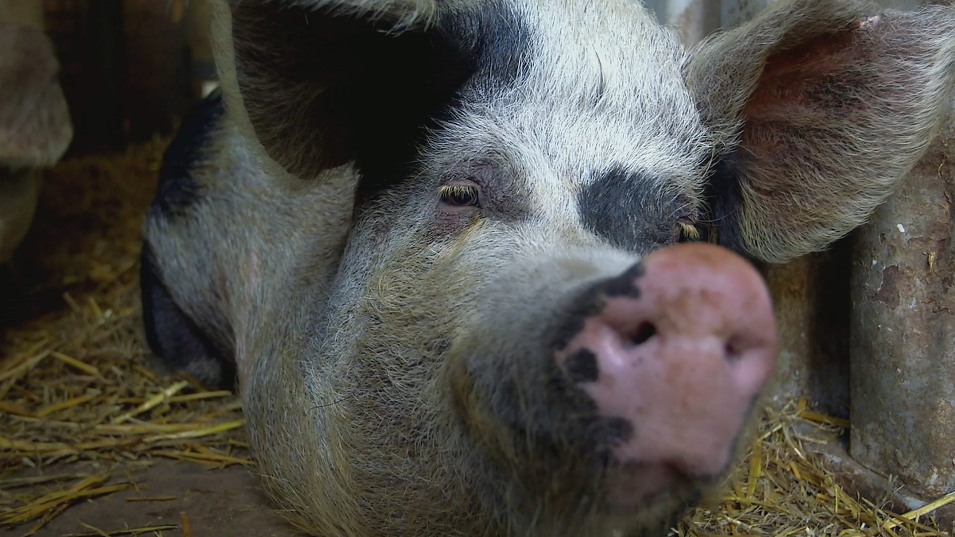 BBC One - Rhod Gilbert's Work Experience, Series 5, Vet, Rhod meets ...