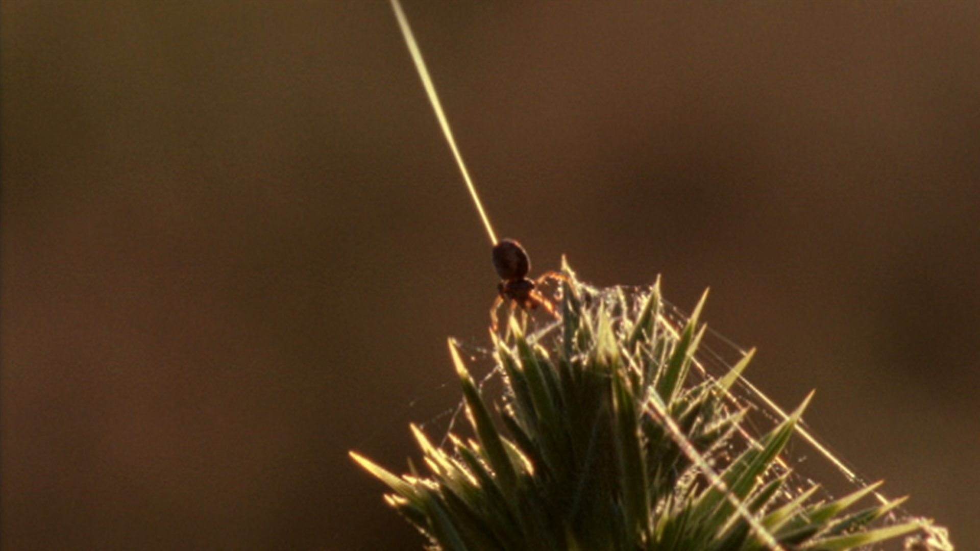 BBC - BBC Wildlife Finder, Flying spiders