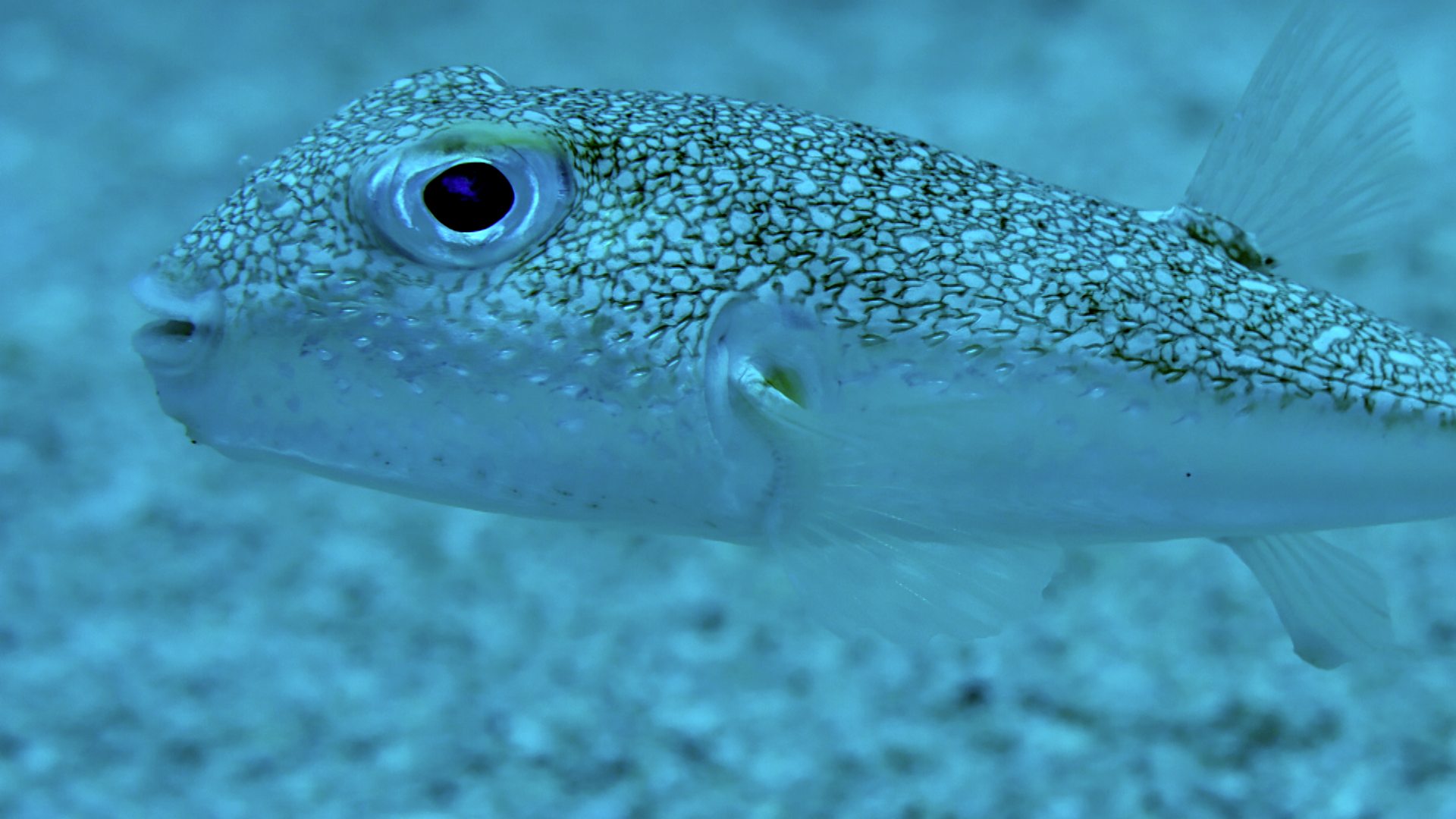 BBC One - Life Story, Series 1, Courtship, Pufferfish 'crop circles'