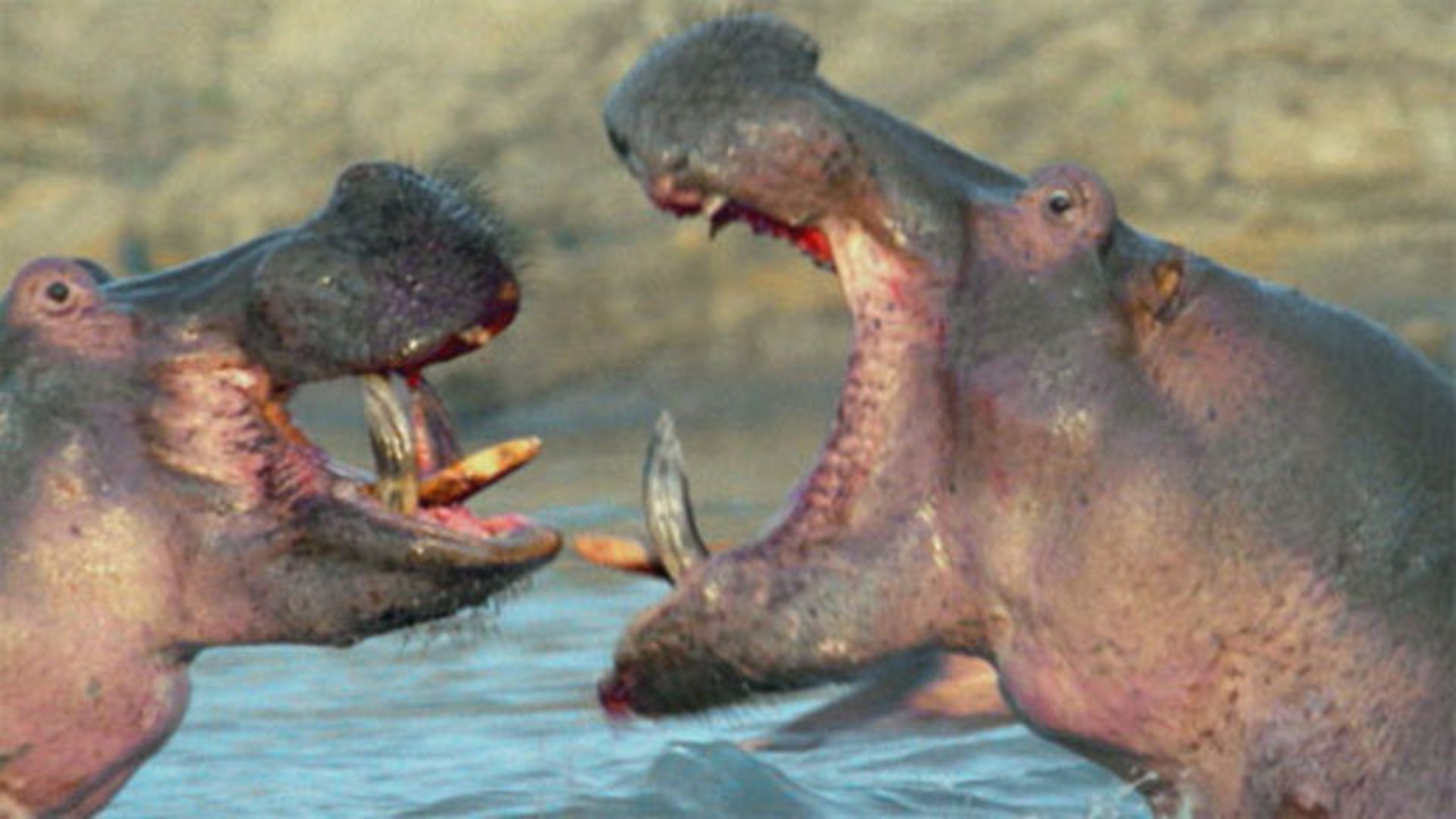 BBC Two - The Nile, CROCODILE AND KINGS, Hippos fighting
