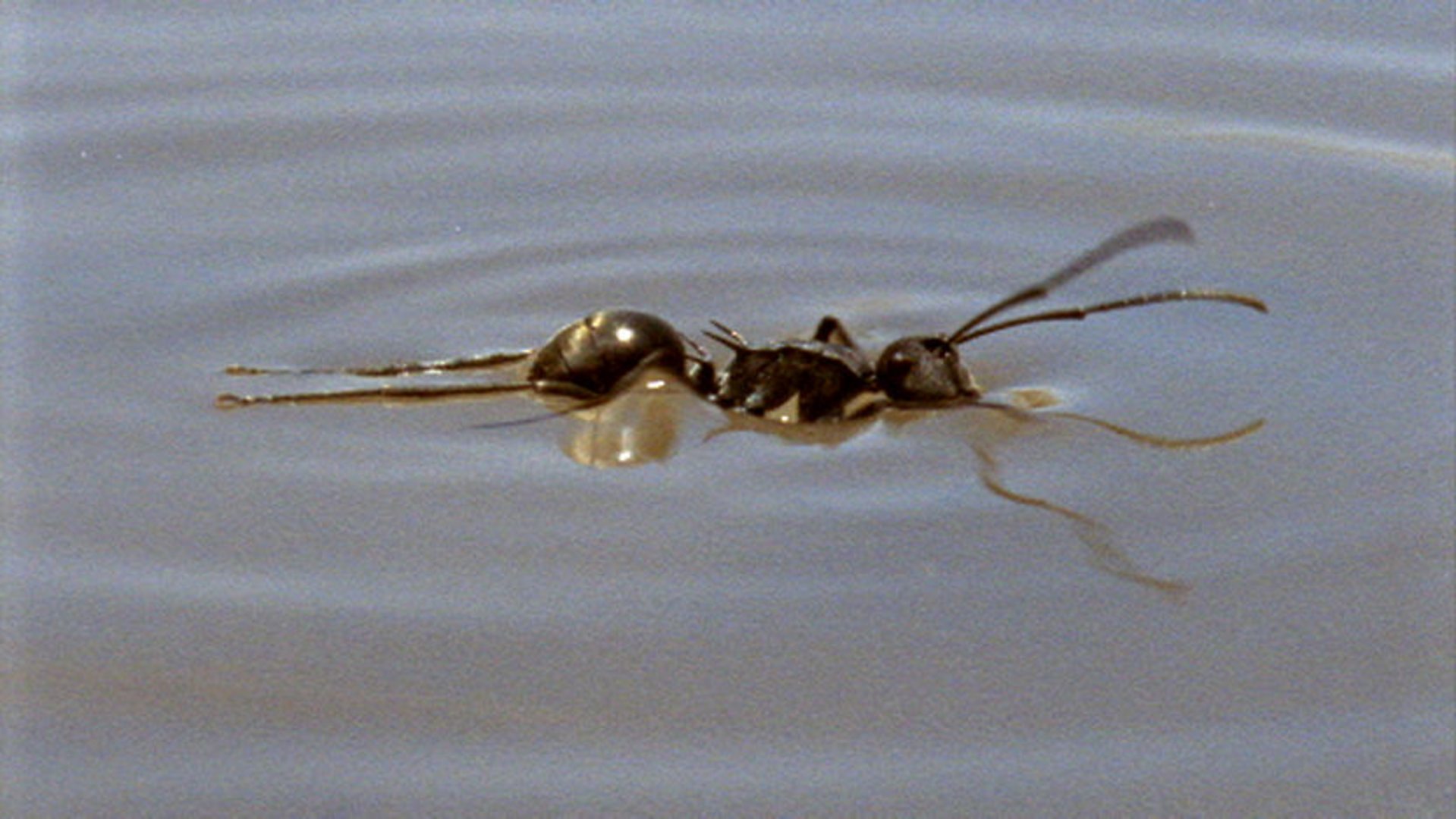 BBC One - Life in the Undergrowth, Supersocieties, Swimming ants