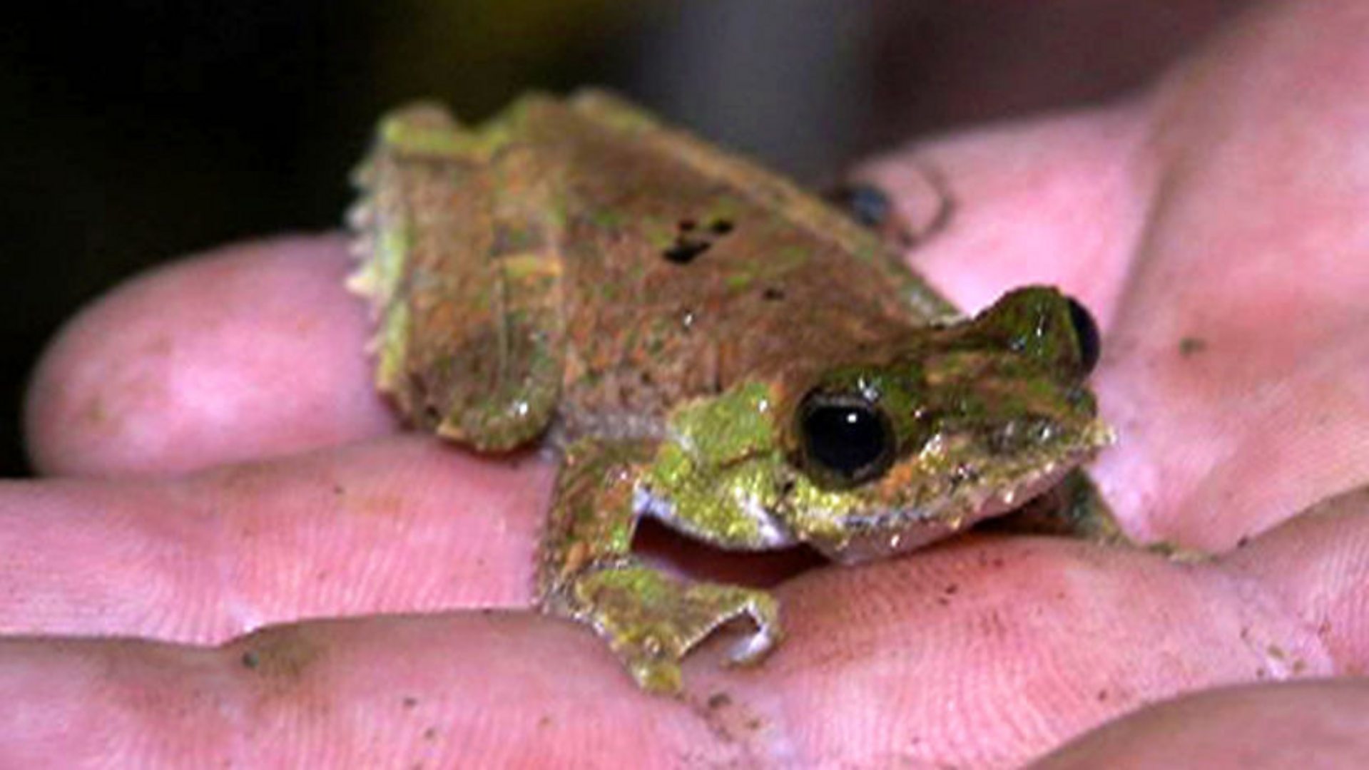 BBC One - Lost Land of the Volcano, Spawning glory