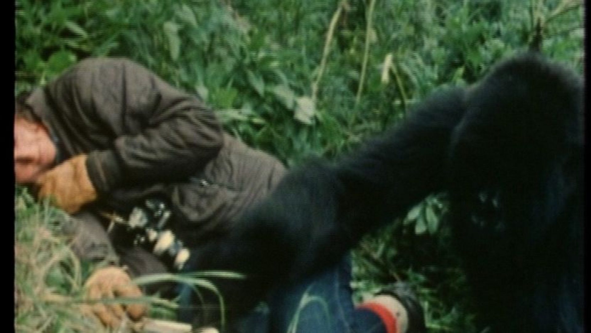 BBC - Adam Curtis, Dian Fossey meets Digit