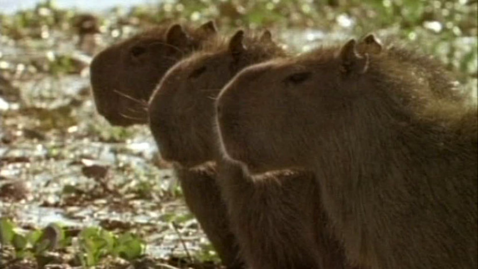 CBBC - ROAR Clips, The Capybara