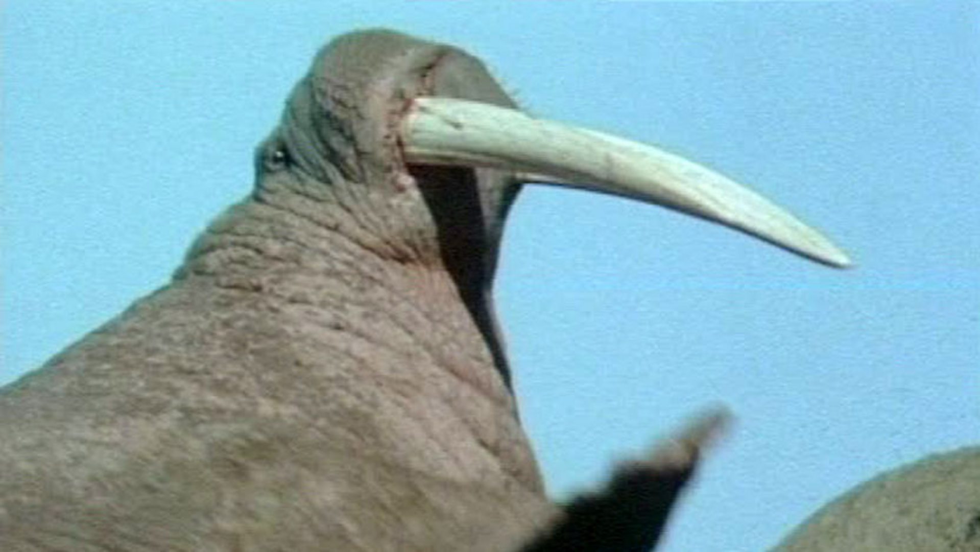 CBBC - ROAR Clips, The Walrus