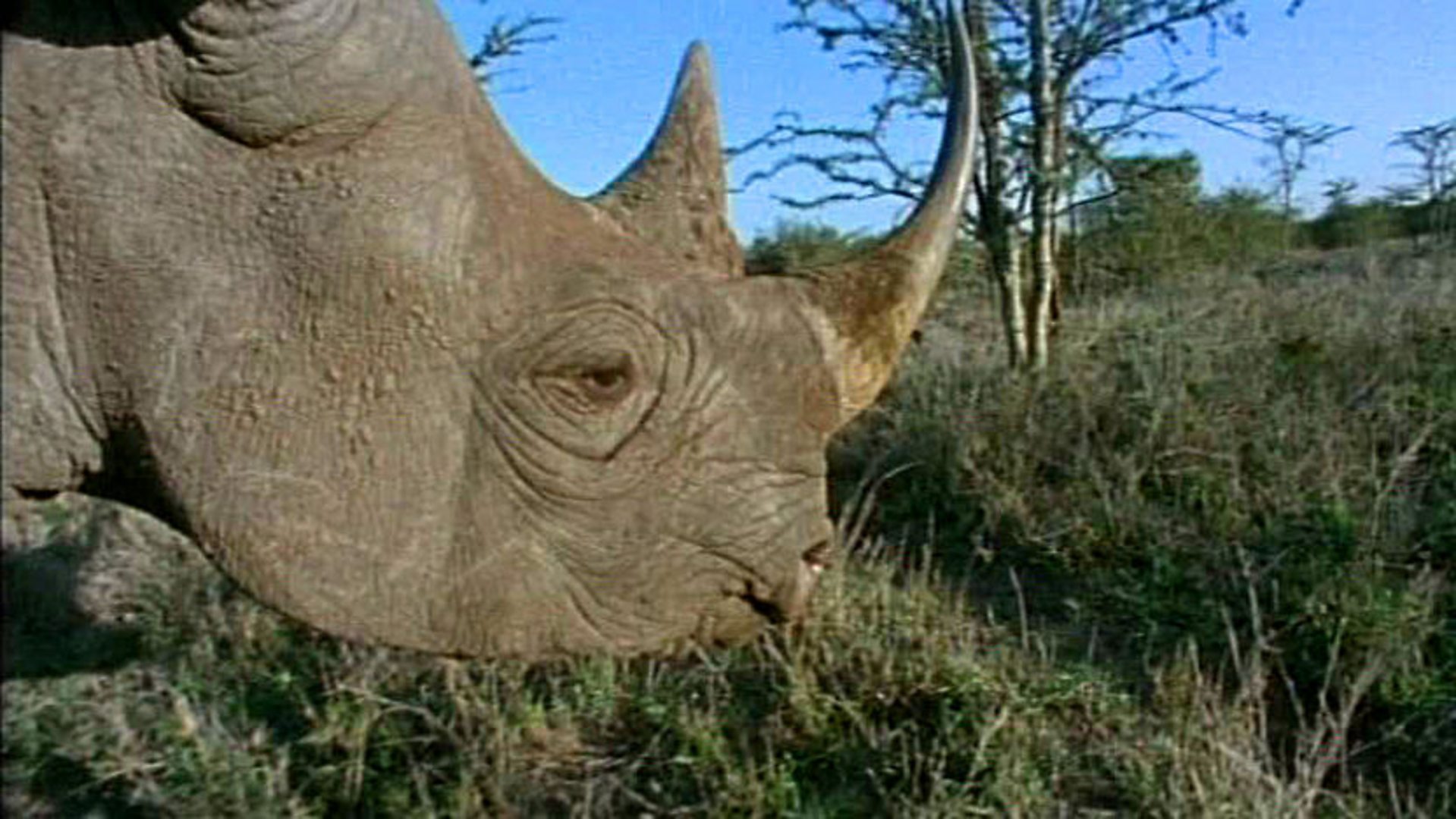CBBC - ROAR Clips, Rhino