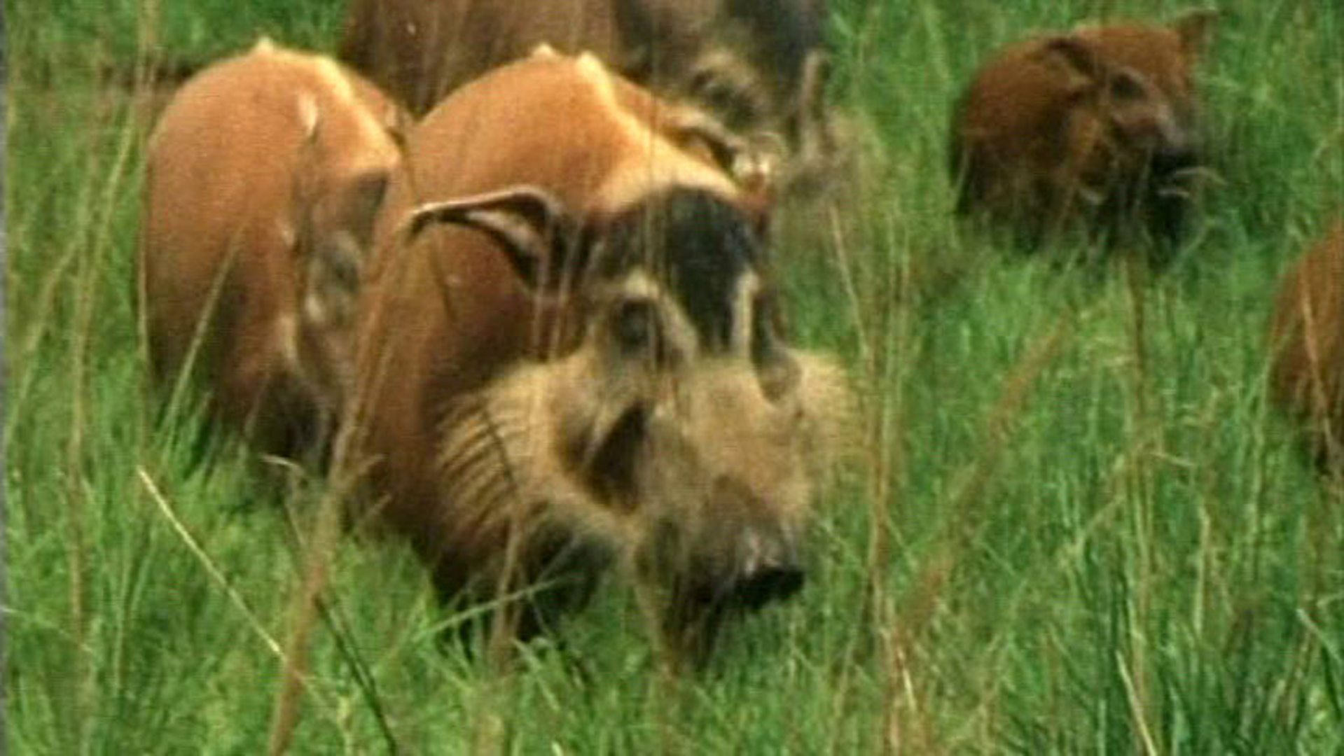 CBBC - ROAR Clips, Red River Hog
