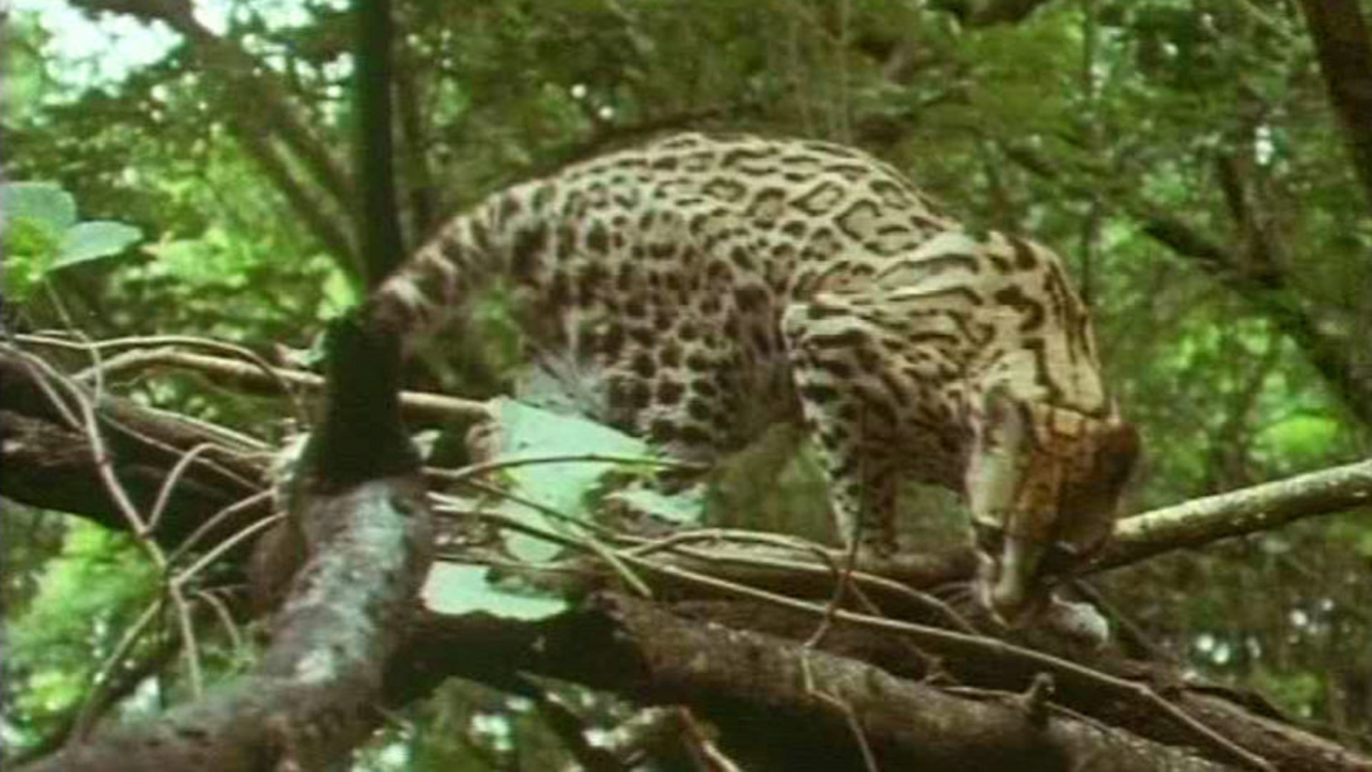 CBBC - ROAR Clips, Ocelot