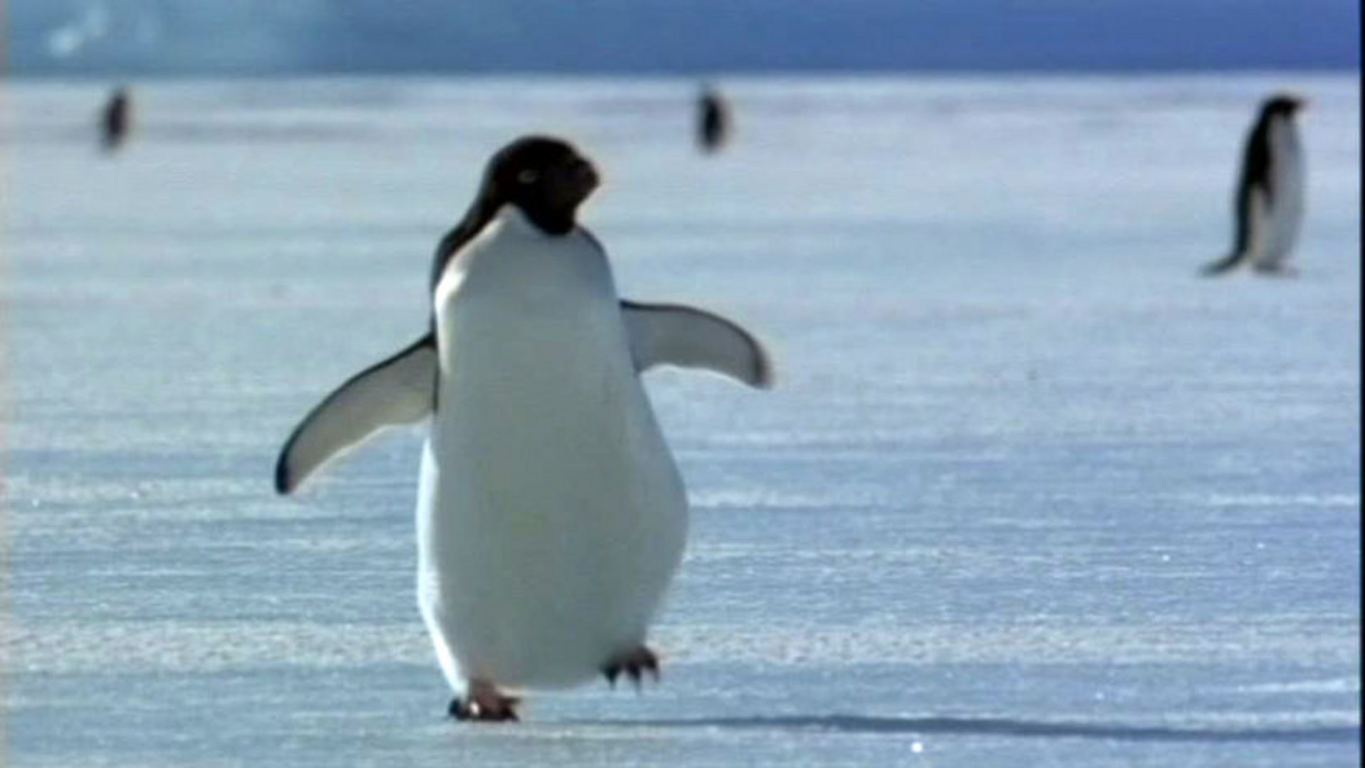 CBBC - ROAR Clips, Penguin