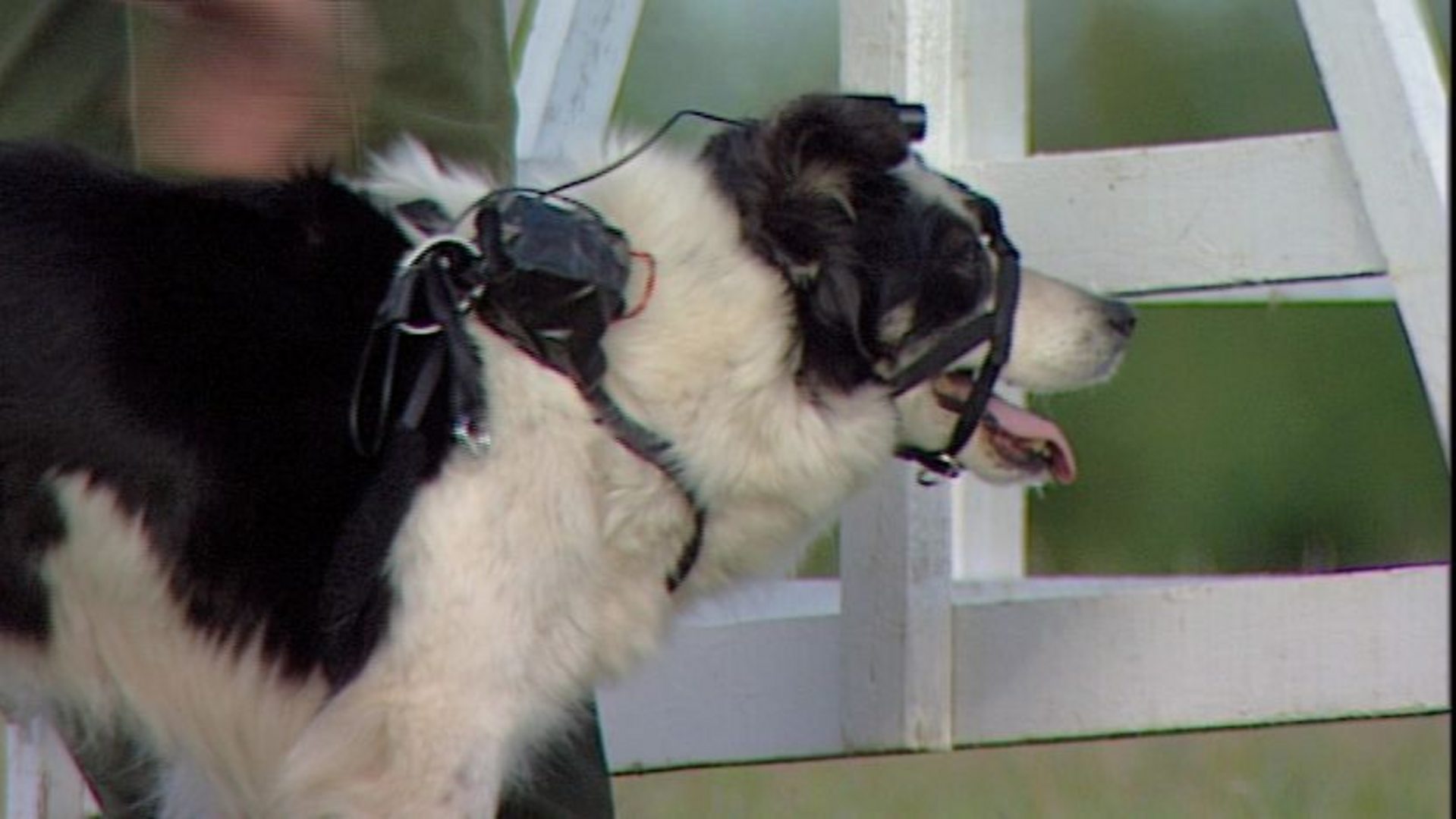 BBC Two - One Man and His Dog, 2010 Series Exclusive: Doggie Cam