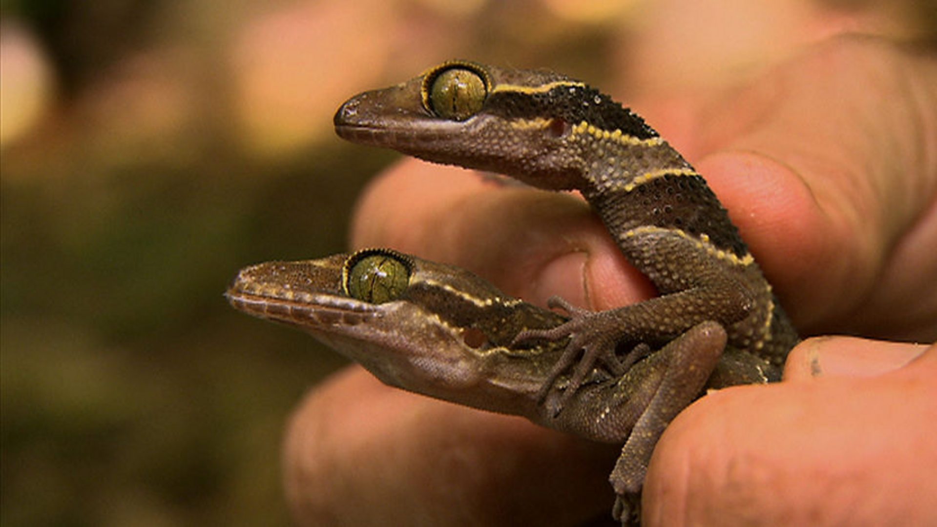 BBC Two - Decade of Discovery, Evolution in action