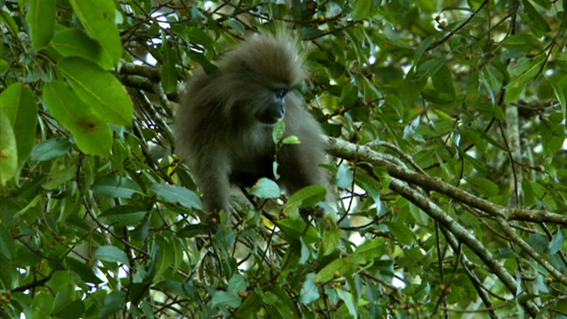 BBC Two - Decade of Discovery, Kipunji discovery
