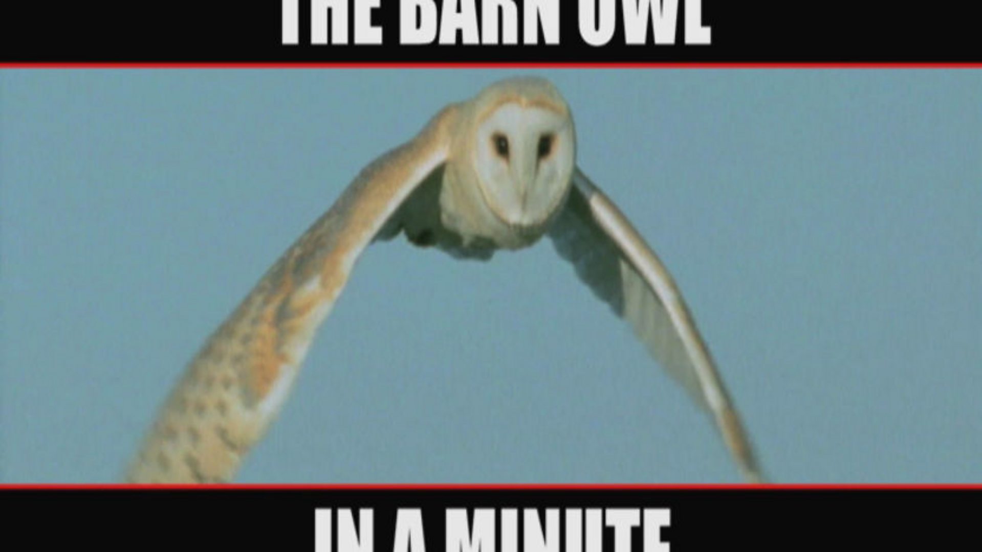 BBC Two - Springwatch, In a minute: the barn owl