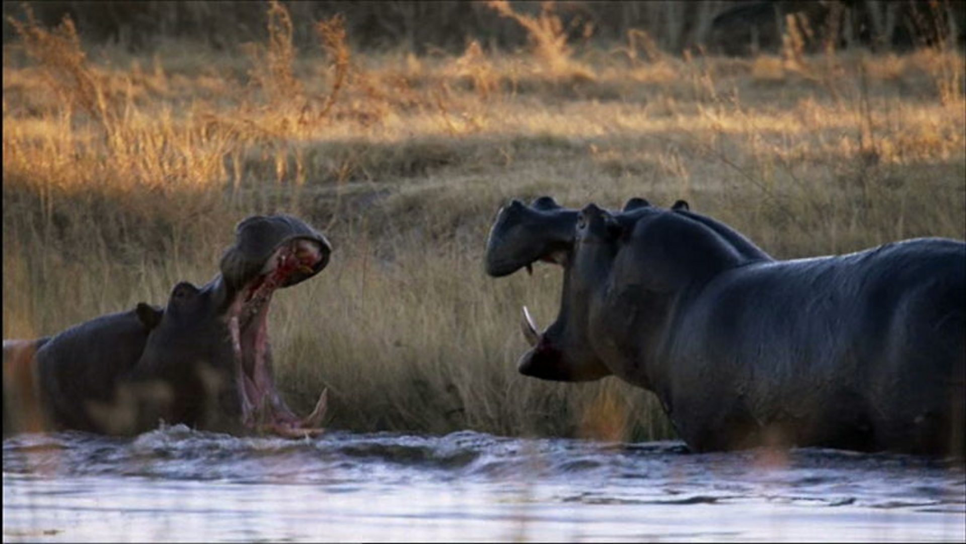 BBC One - Nature's Great Events, The Great Flood, Hippo Fight