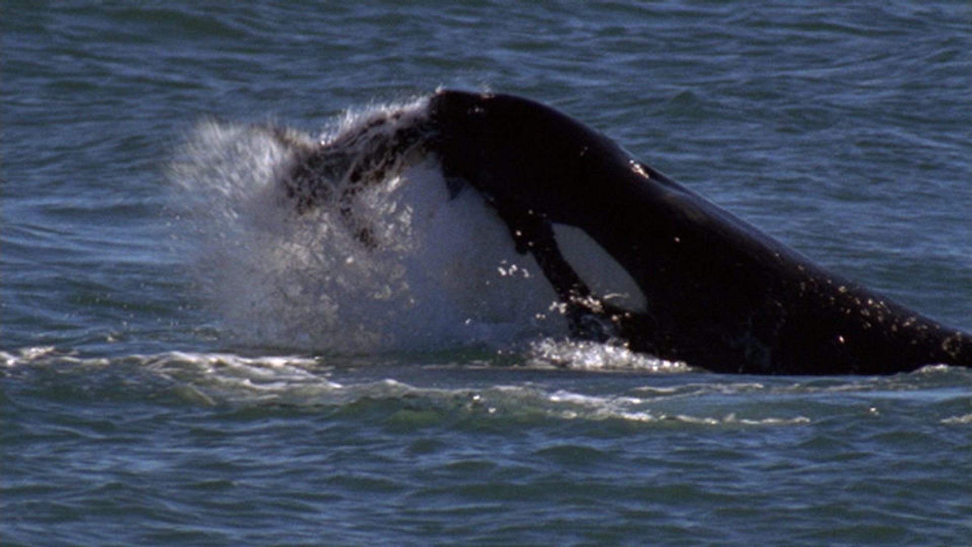 BBC One - The Blue Planet, Coasts, A Cruel Lesson