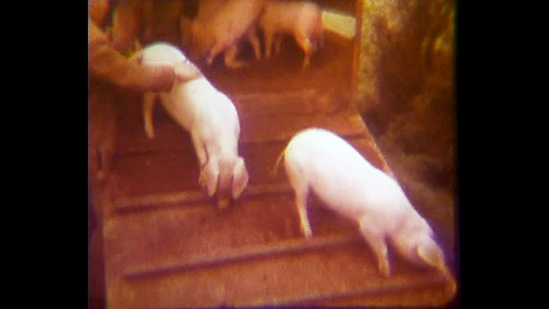 BBC One - 24 Hours, 24/11/1969, Pig Smuggling
