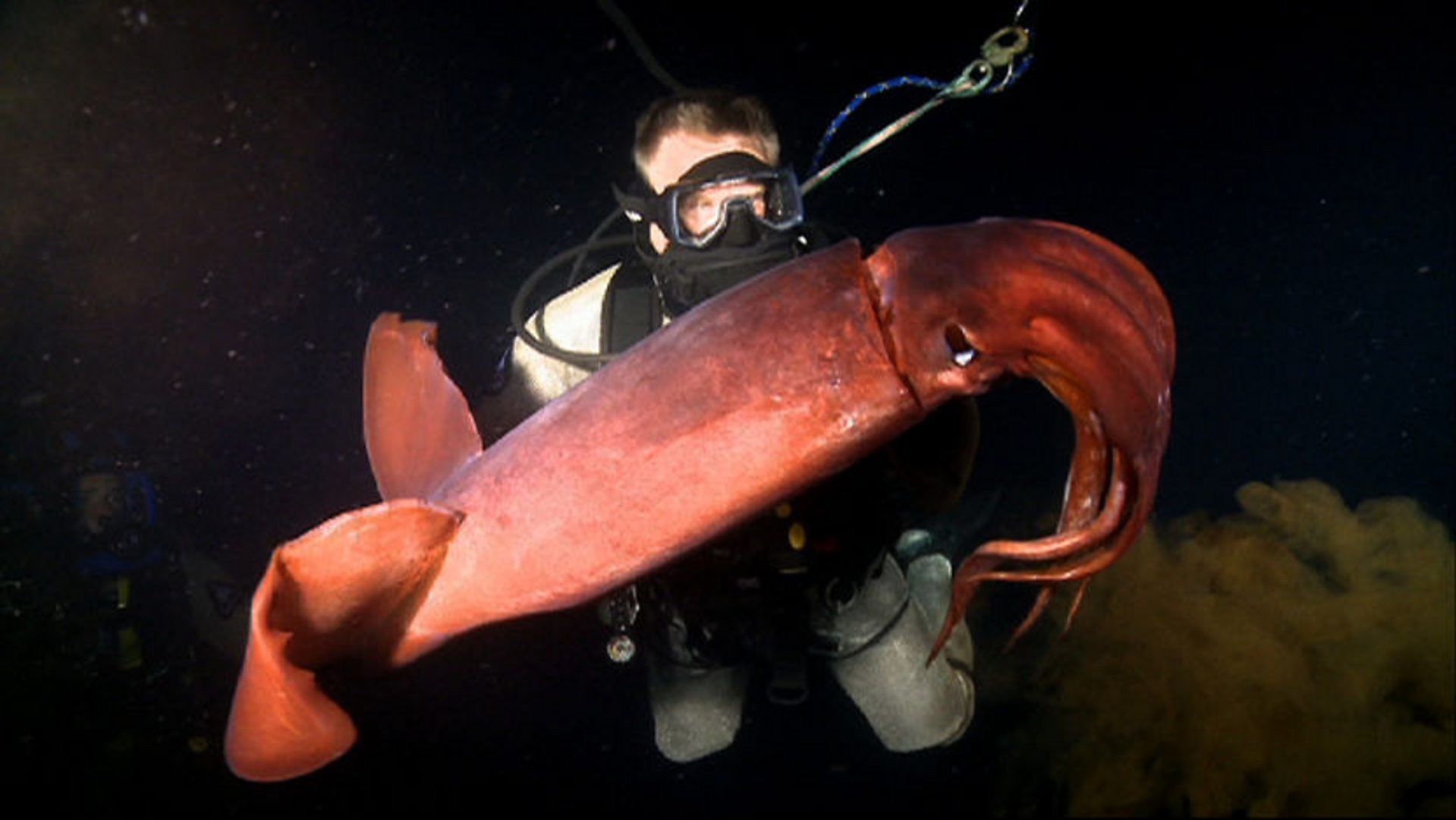 BBC One - Deadly 60 on a Mission, Humboldt squid