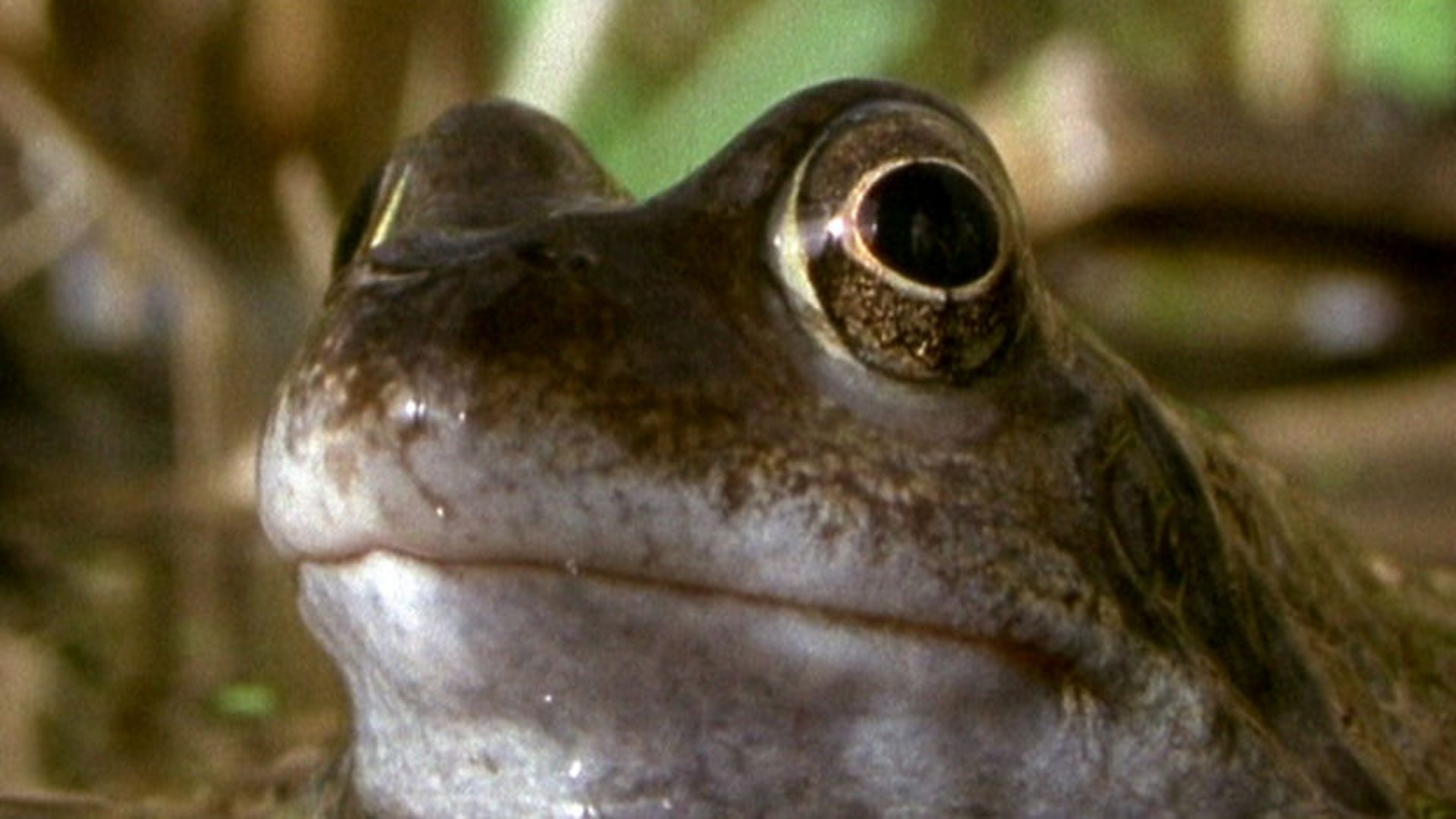 BBC Cymru - BBC Cymru, Cylchred Bywyd y Broga a'r Llyffant