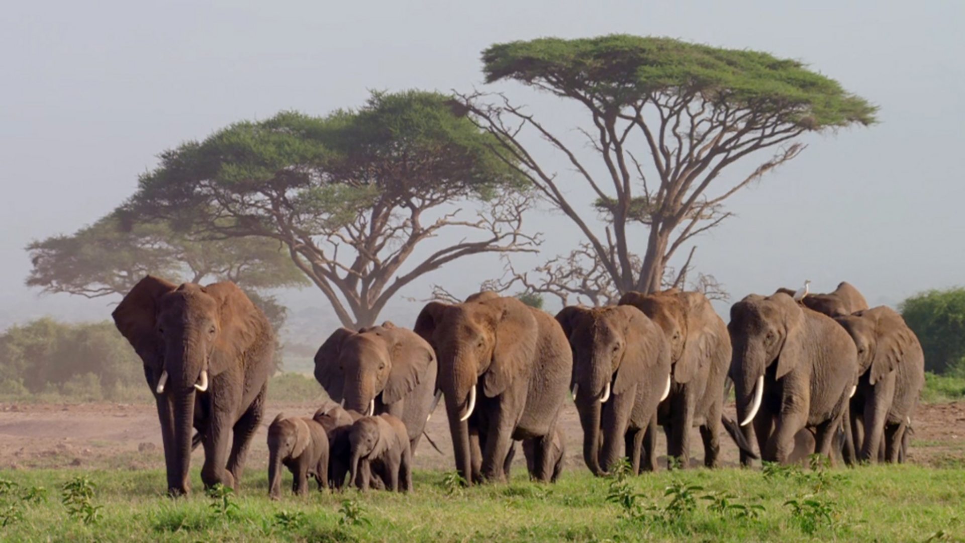 BBC One - Life Story, Inspiration for the series Life Story