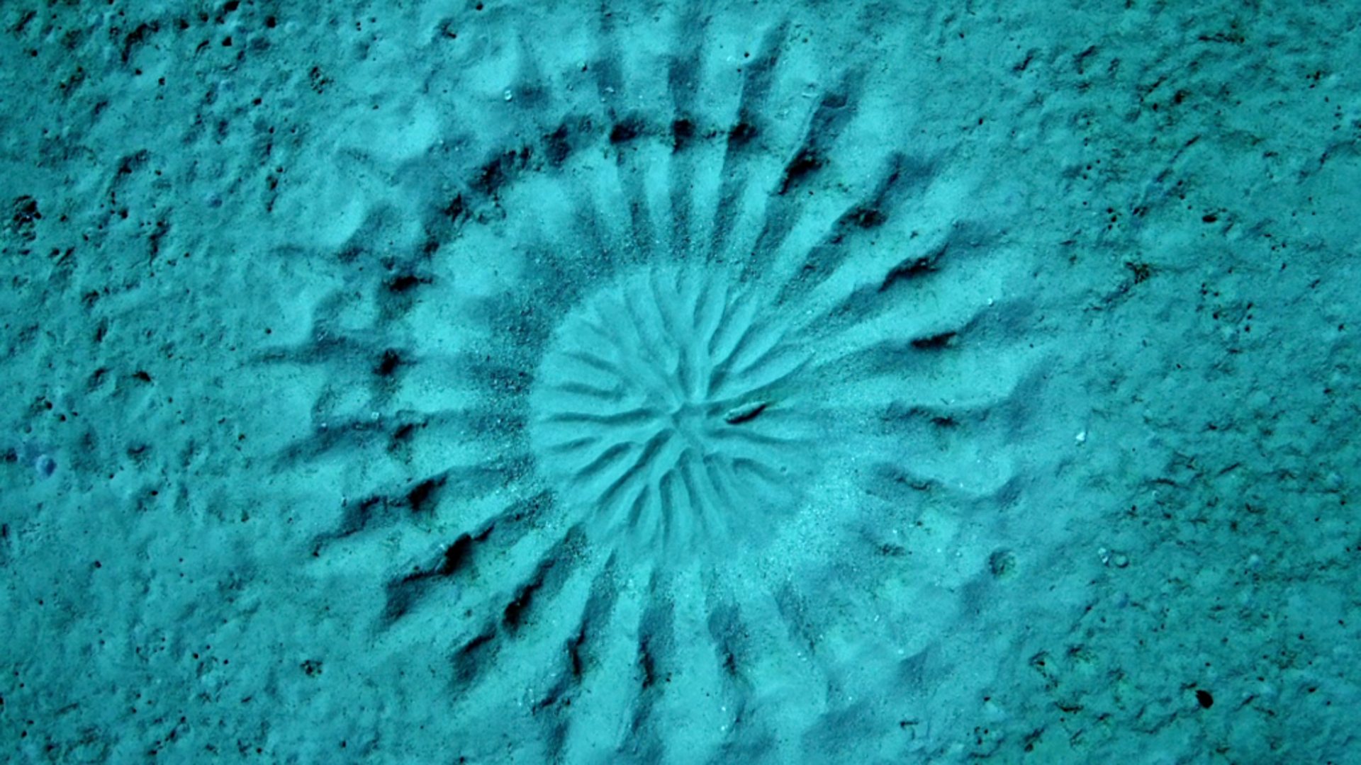 BBC One - Life Story, New behaviours filmed in Life Story