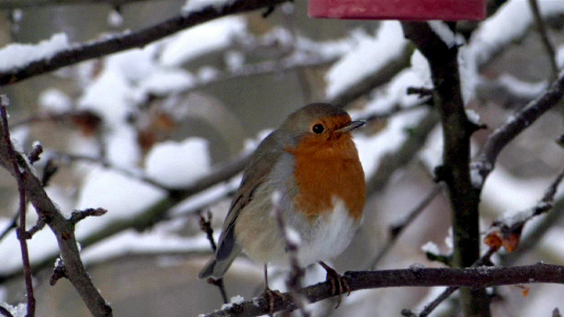 BBC - BBC Wildlife Finder, Robin red-breast