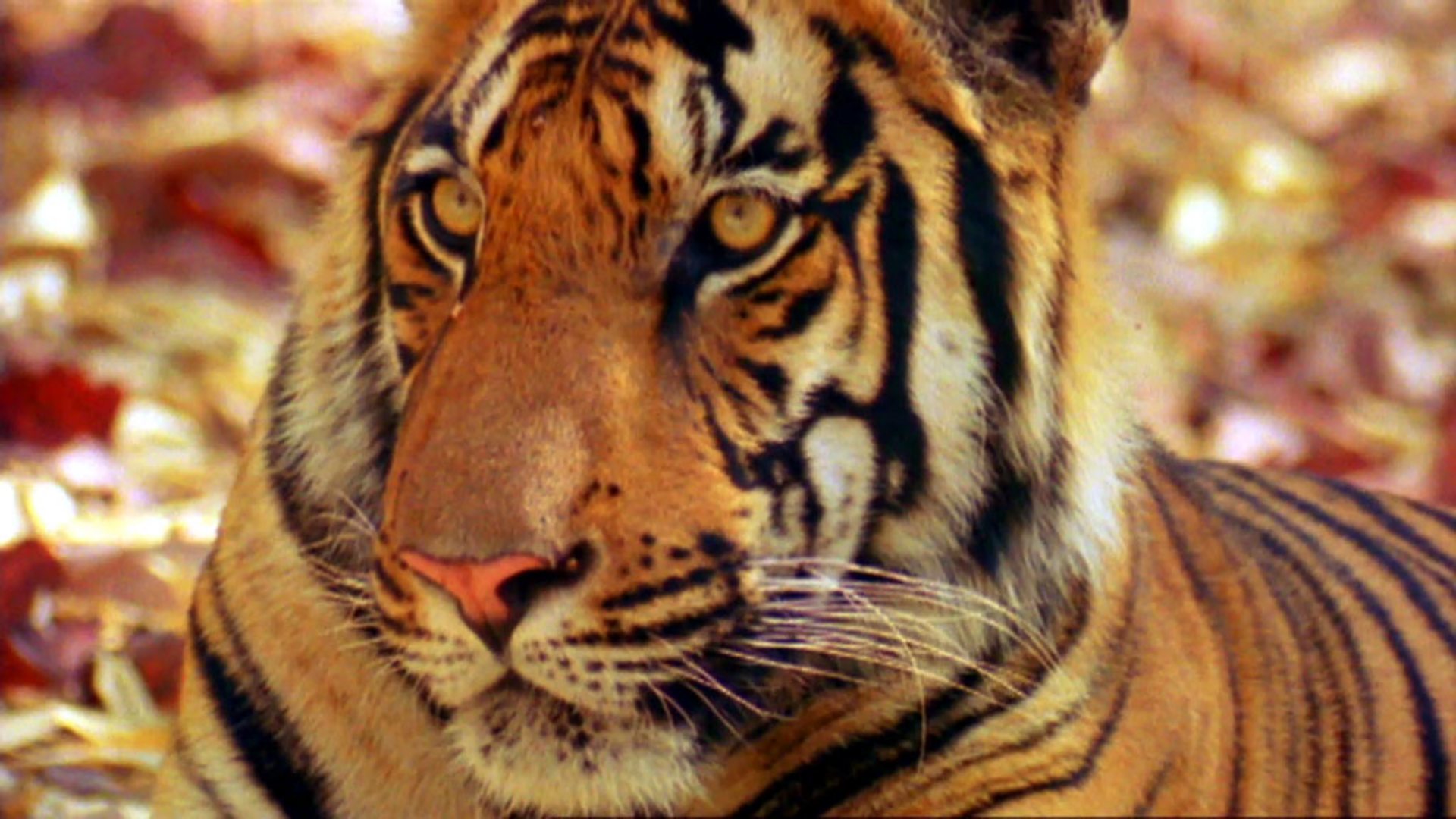 BBC ALBA - Aithne air Ainmhidhean/All About Animals, Series 1, Tara the ...