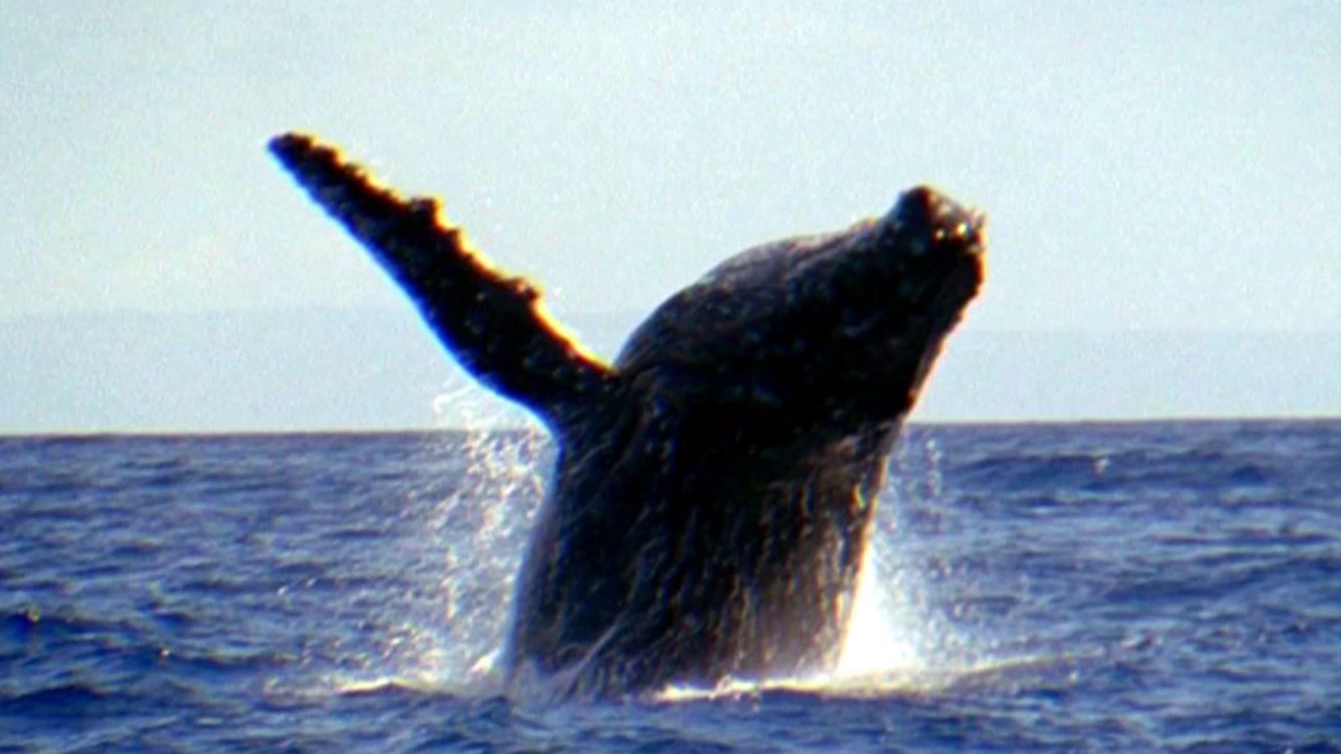 BBC ALBA - Aithne air Ainmhidhean/All About Animals, Series 2, Harriet ...