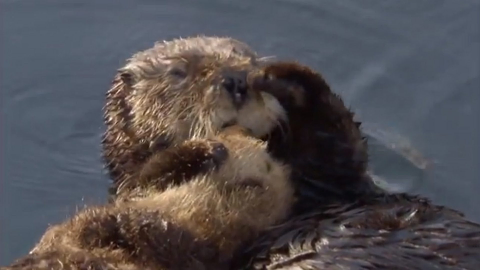 BBC One - Big Blue Live, Why the sea-life of California is awesome!