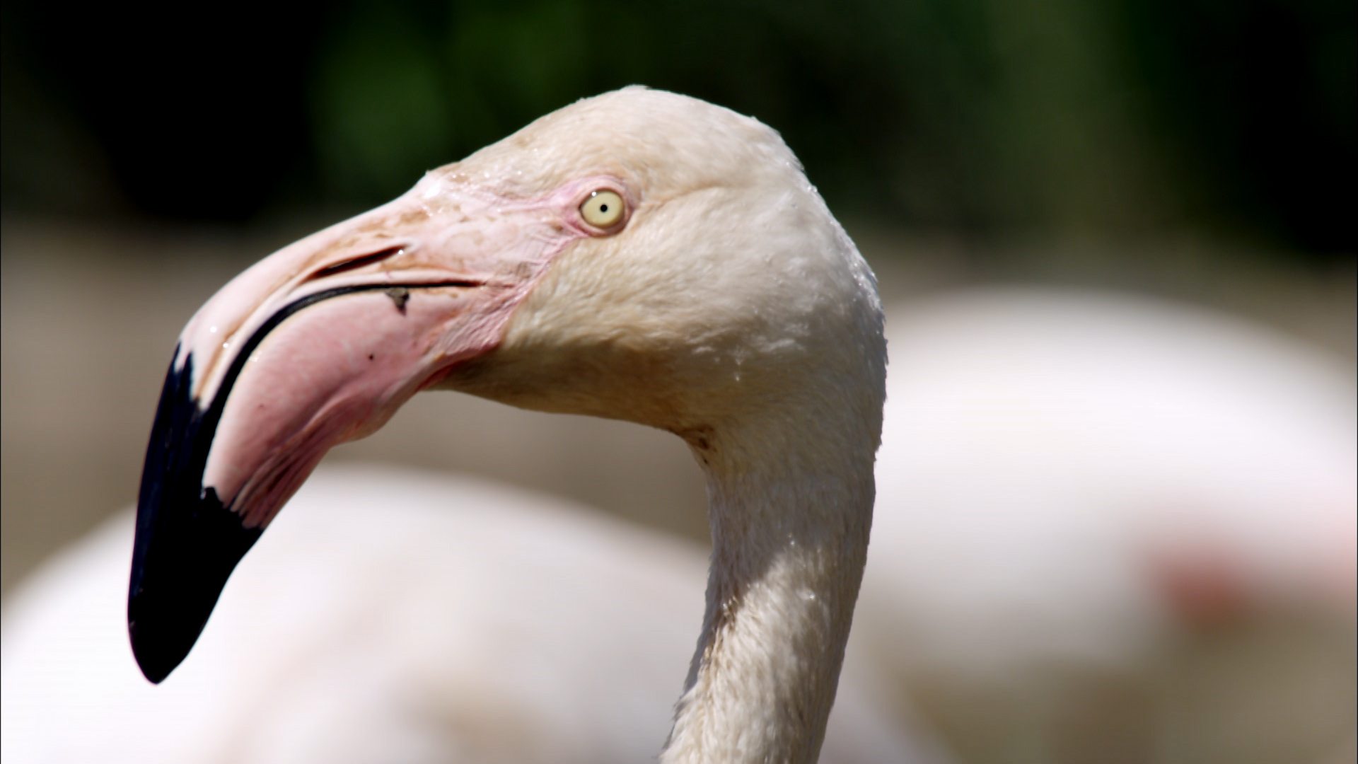 BBC - BBC Earth, Animals And Love: Flamingos