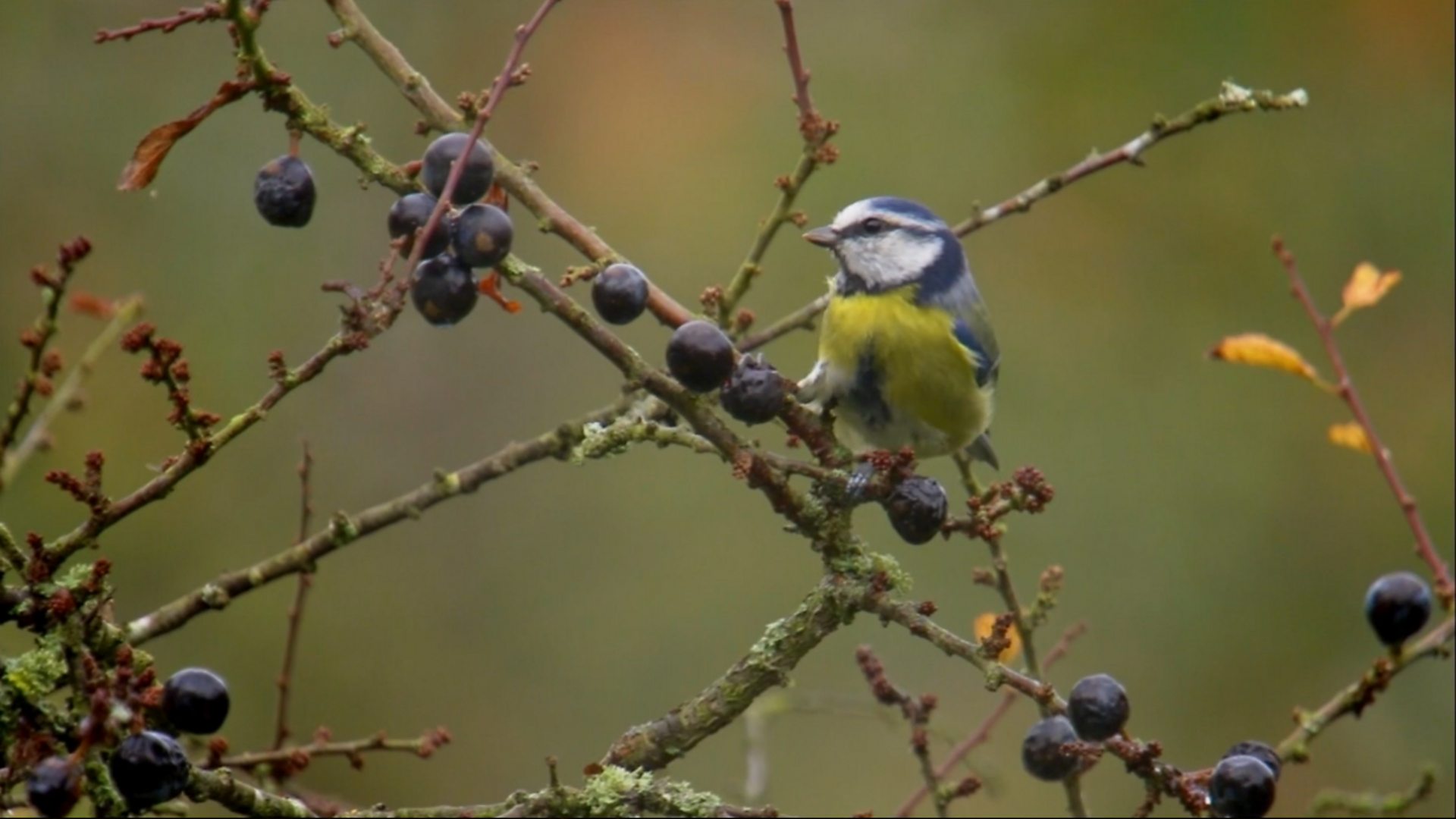 BBC Taster - Sound of Autumn