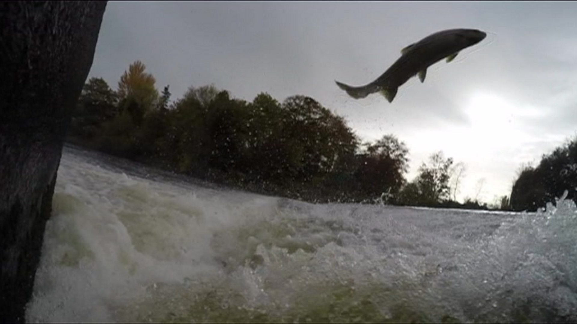 Jumping Salmon Gif