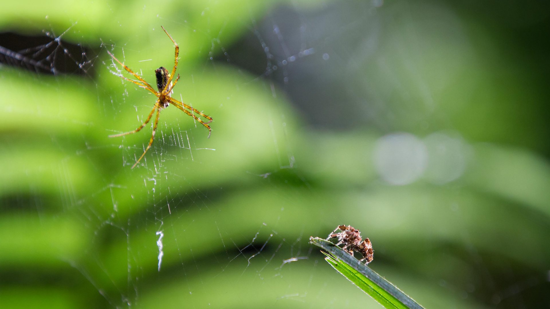 BBC One - The Hunt, Hide and Seek (Forests), This spider is a genius