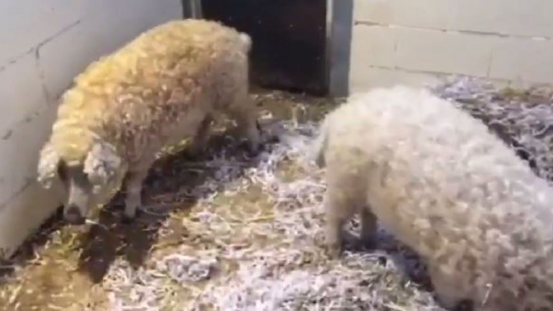 BBC Radio Sheffield - Rony Robinson, Legion d'Honneur, Watch: Mavis and ...