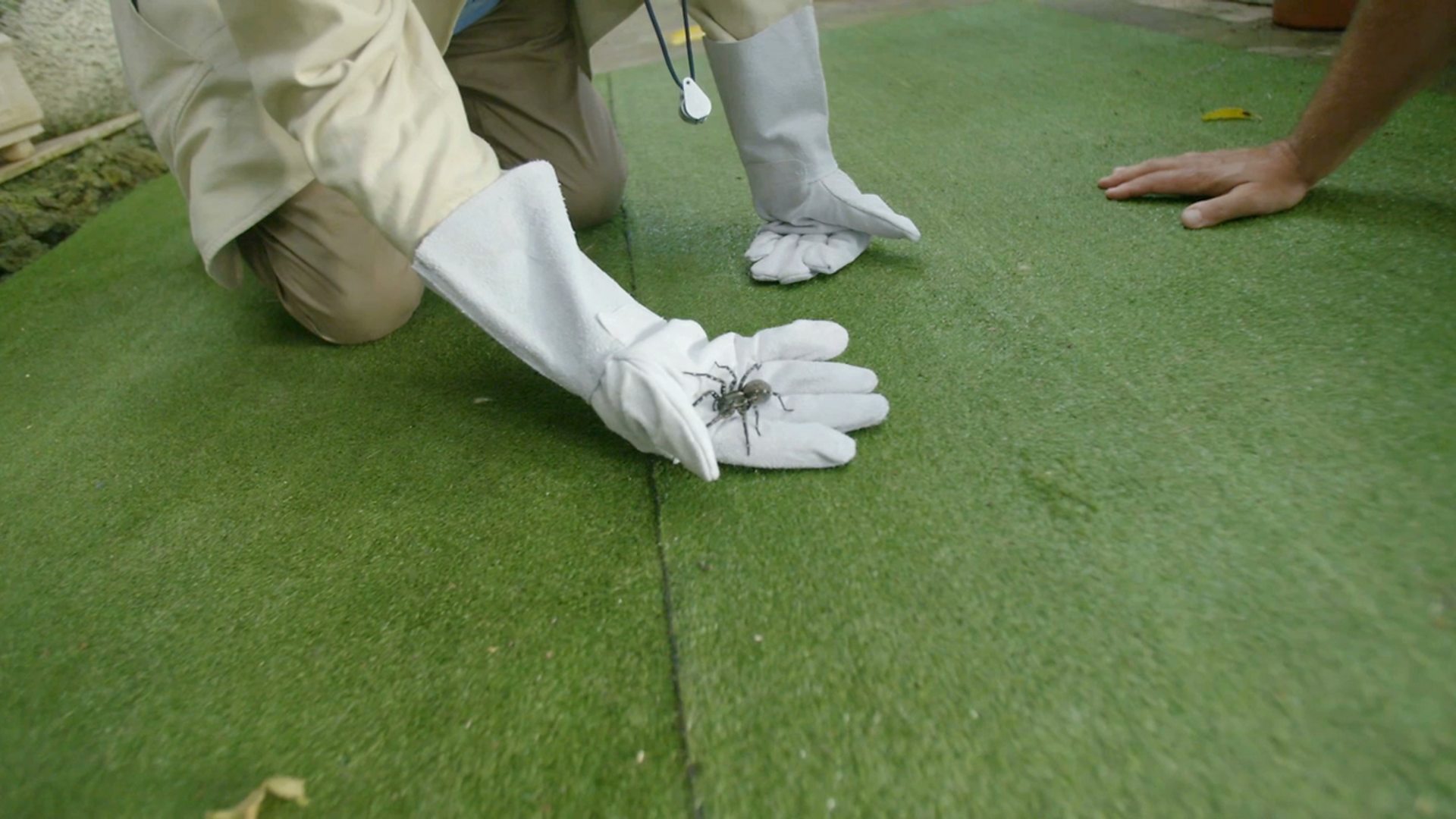 BBC Four - Nature's Wonderlands: Islands of Evolution, Madeira: Island ...