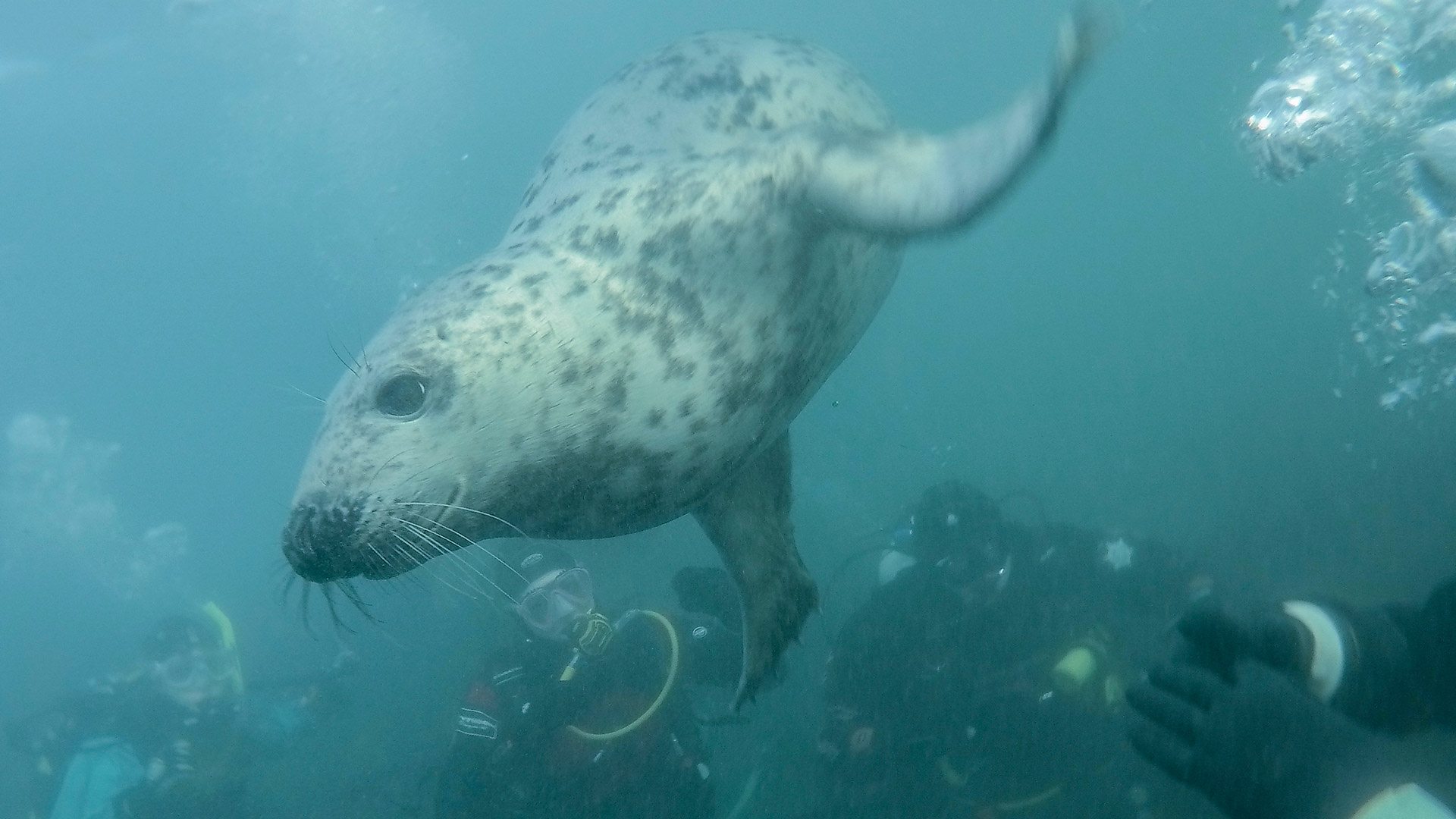 BBC - BBC Earth, _ROV8B6VxXc5v_underwater_1_Alec Christie.mp4