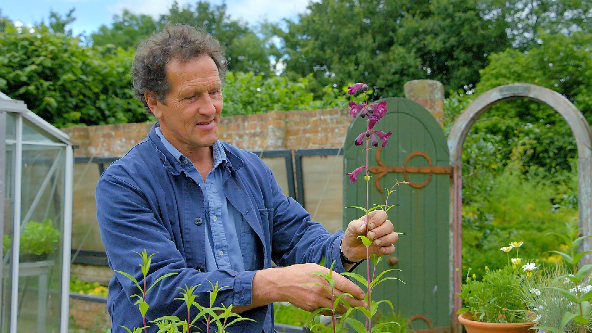 BBC Two - Gardeners' World, 2016, Episode 17, How to take penstemon ...