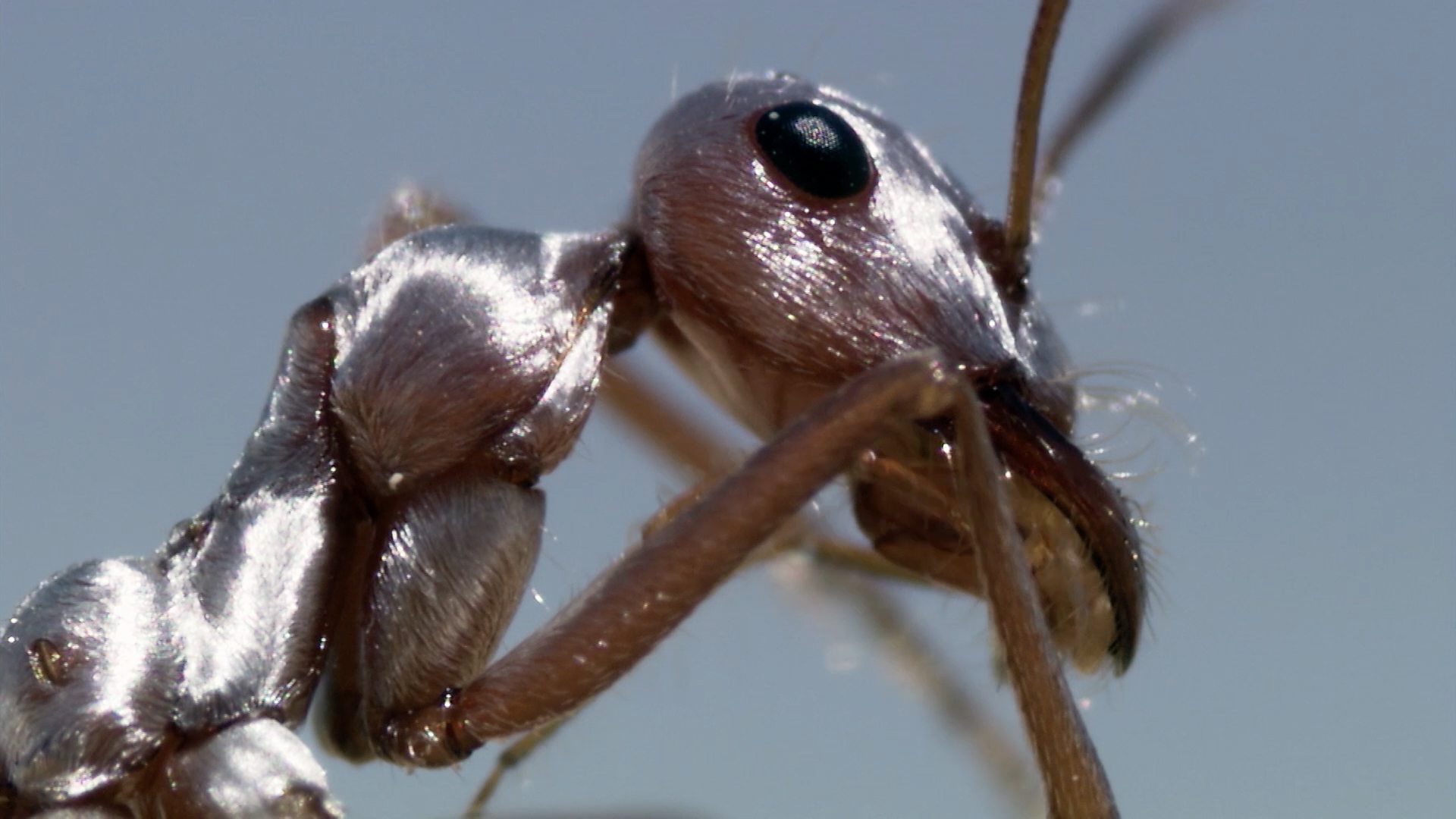 BBC One - Earth's Seasonal Secrets, Summer, Silver ants
