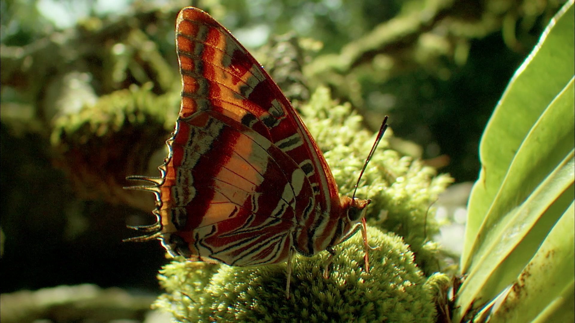 BBC One - Earth's Seasonal Secrets, Summer, Butterfly ball